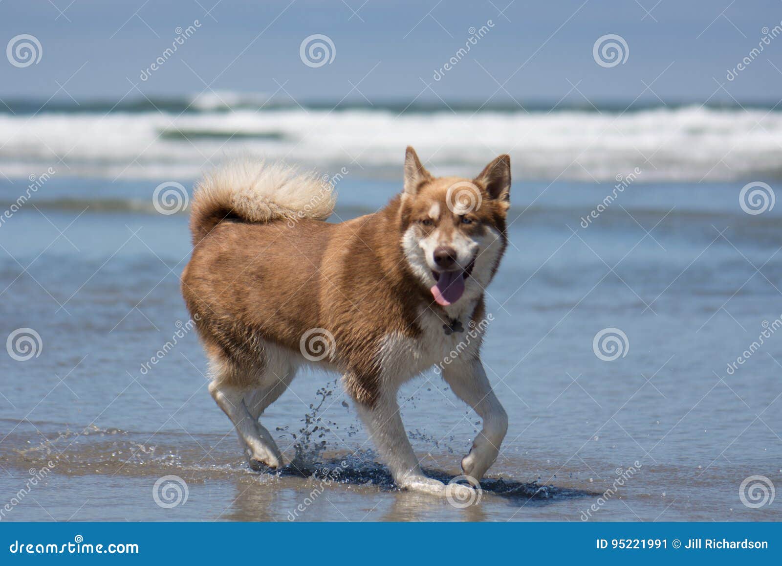 Husky Dog Playing at the Beach Stock Image - Image of water, siberian ...