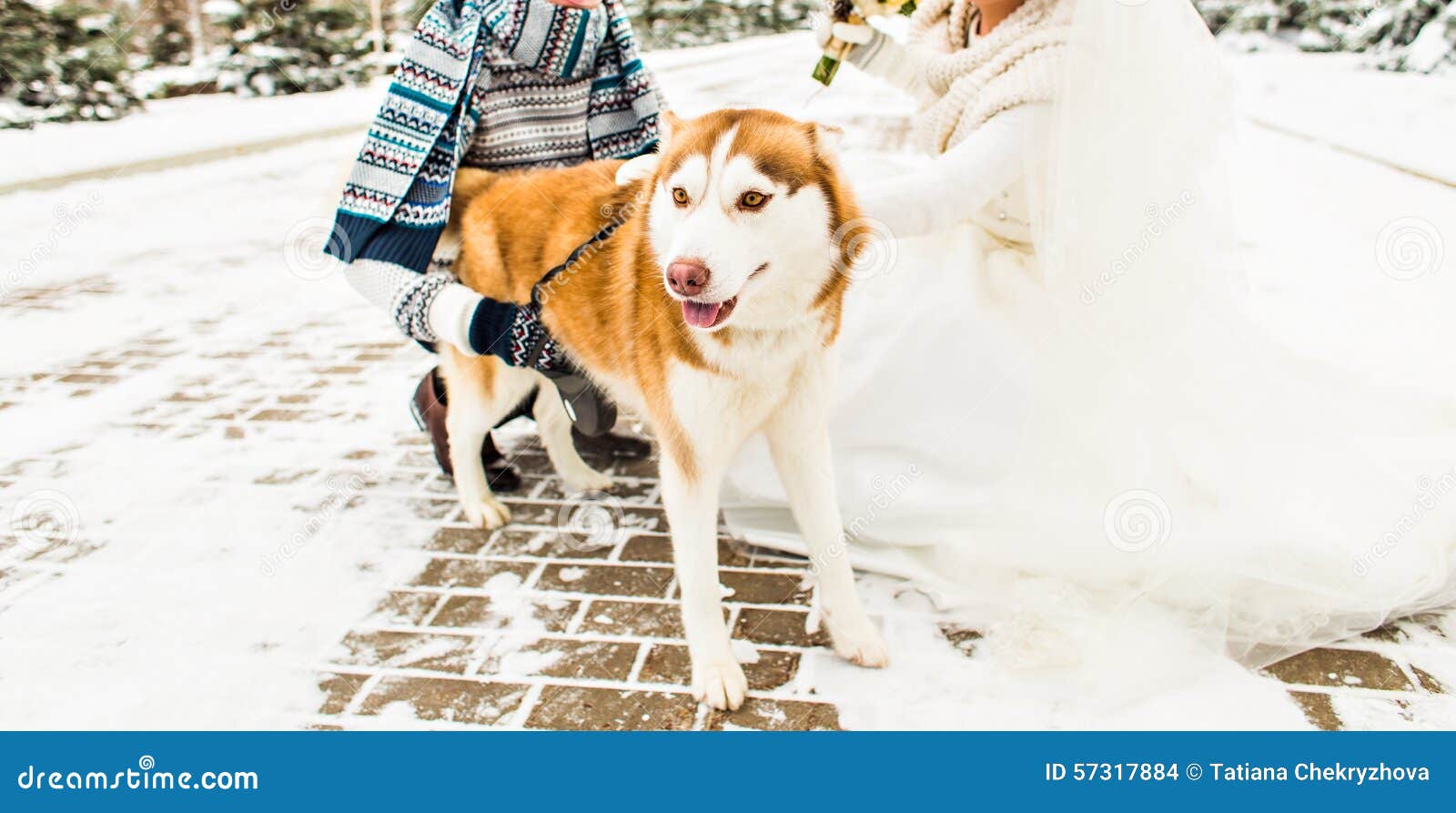 Husky dog stock photo. Image of color, breed, brown, macro - 57317884