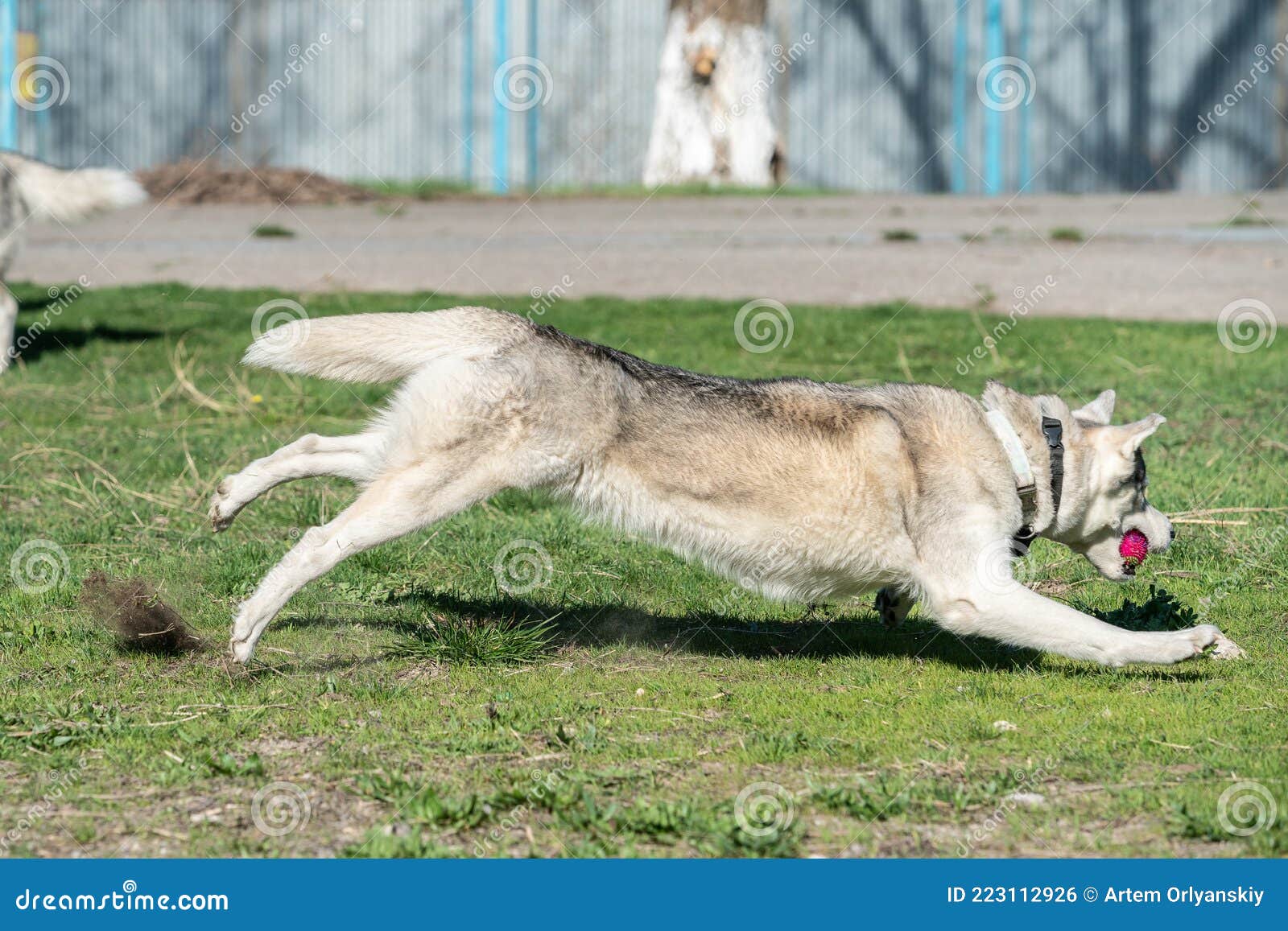 Husky Dog Playing Outdoors with a Ball Stock Photo - Image of fetch ...