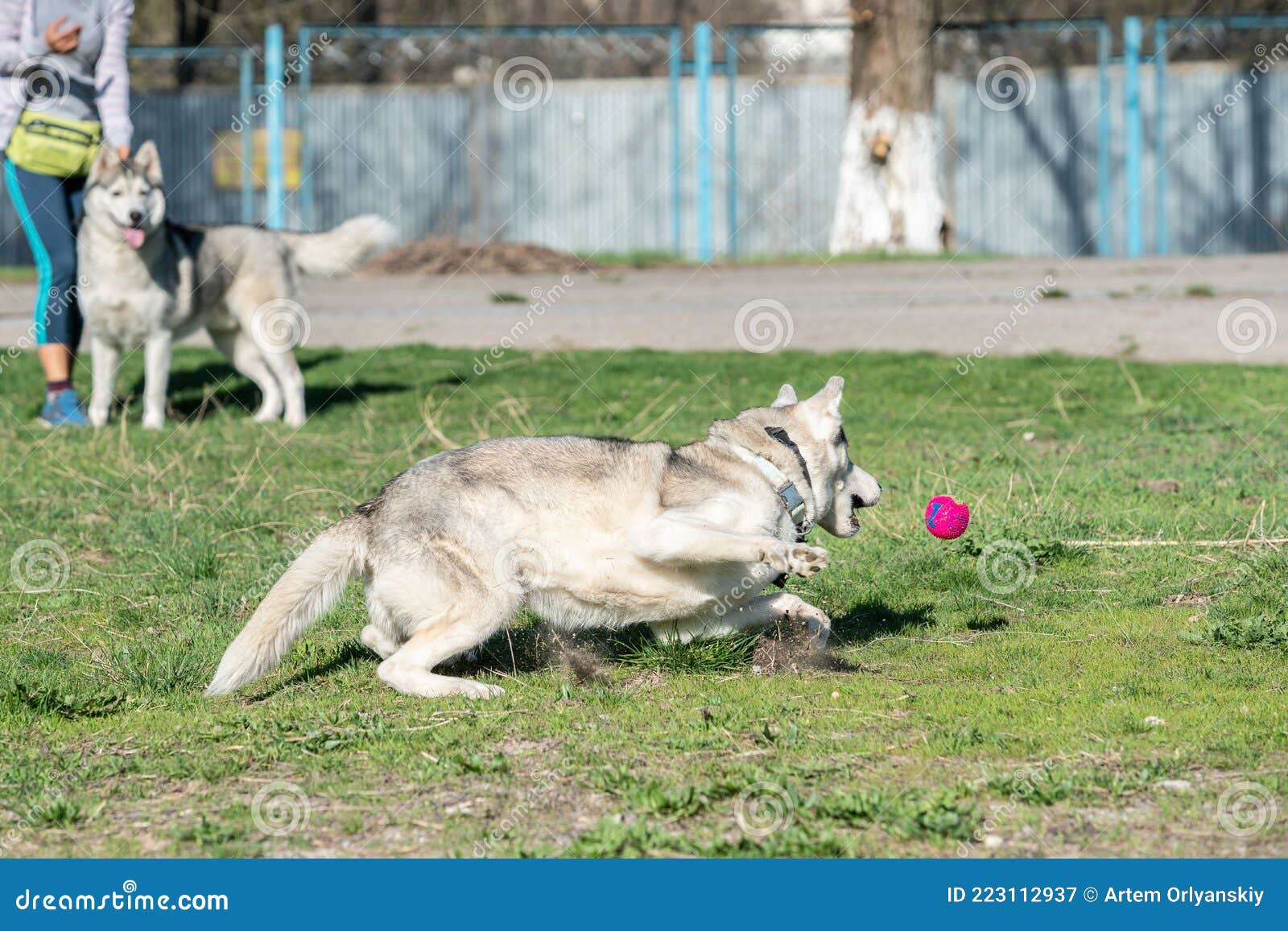 Husky Dog Playing Outdoors with a Ball Stock Image - Image of hunt ...