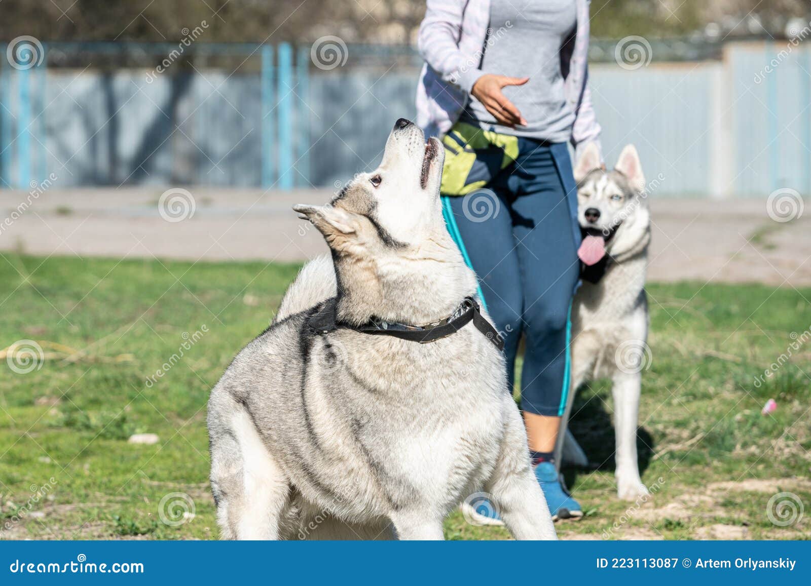 Husky Dog Playing Outdoors with a Ball Stock Image - Image of portrait ...