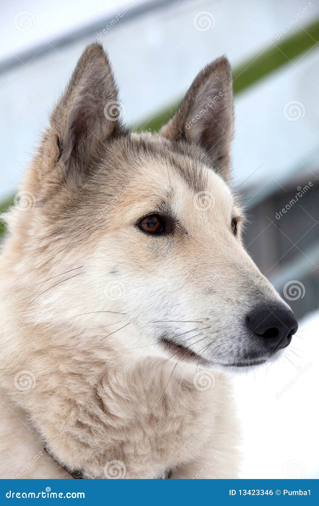 Husky dog portrait stock photo. Image of sledge, beauty - 13423346