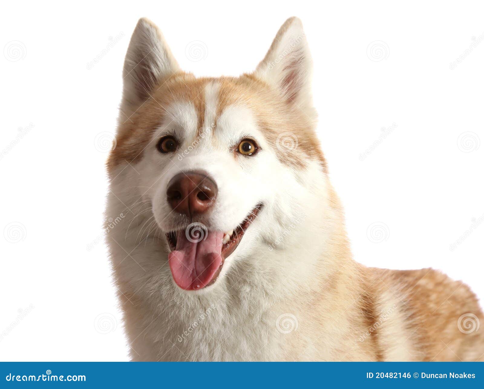 Husky Dog Portrait stock photo. Image of portrait, husky - 20482146