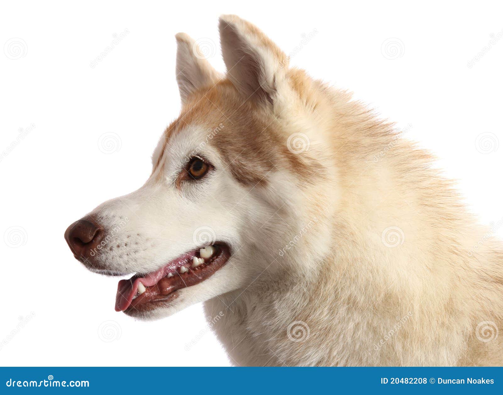 Husky Dog Portrait stock photo. Image of snout, face - 20482208