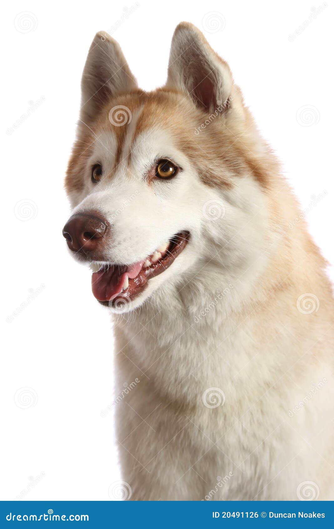 Husky Dog Portrait stock photo. Image of snout, face - 20491126