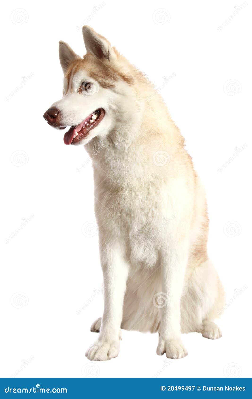 Husky Dog Portrait stock image. Image of happy, snout - 20499497