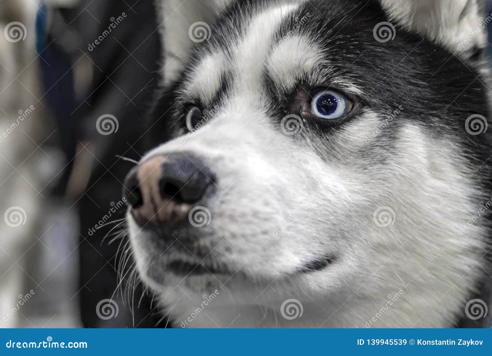 Muzzle Siberian Husky With Blue Eyes Stock Photography | CartoonDealer ...
