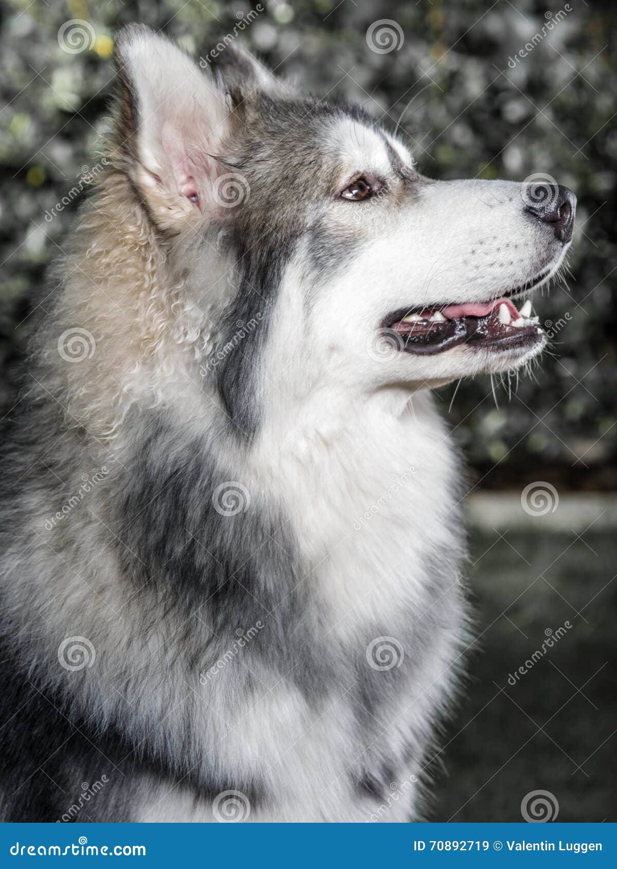 Husky dog stock image. Image of thick, tame, strong, cute - 70892719