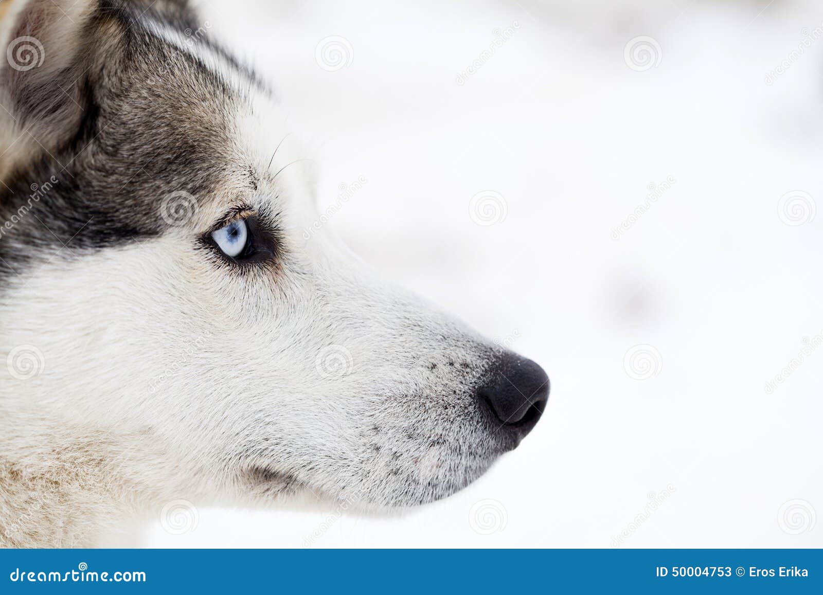 Husky dog portrait stock image. Image of closeup, friend - 50004753