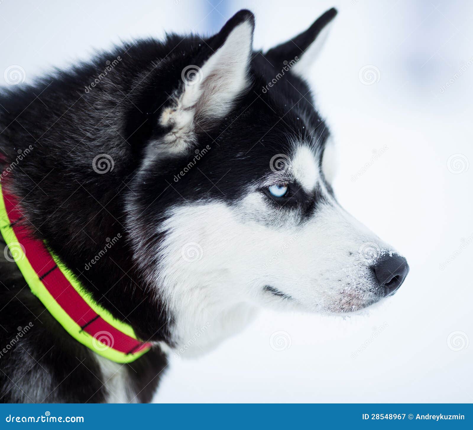 Husky Dog Profile Side View Portrait Stock Image - Image of young ...