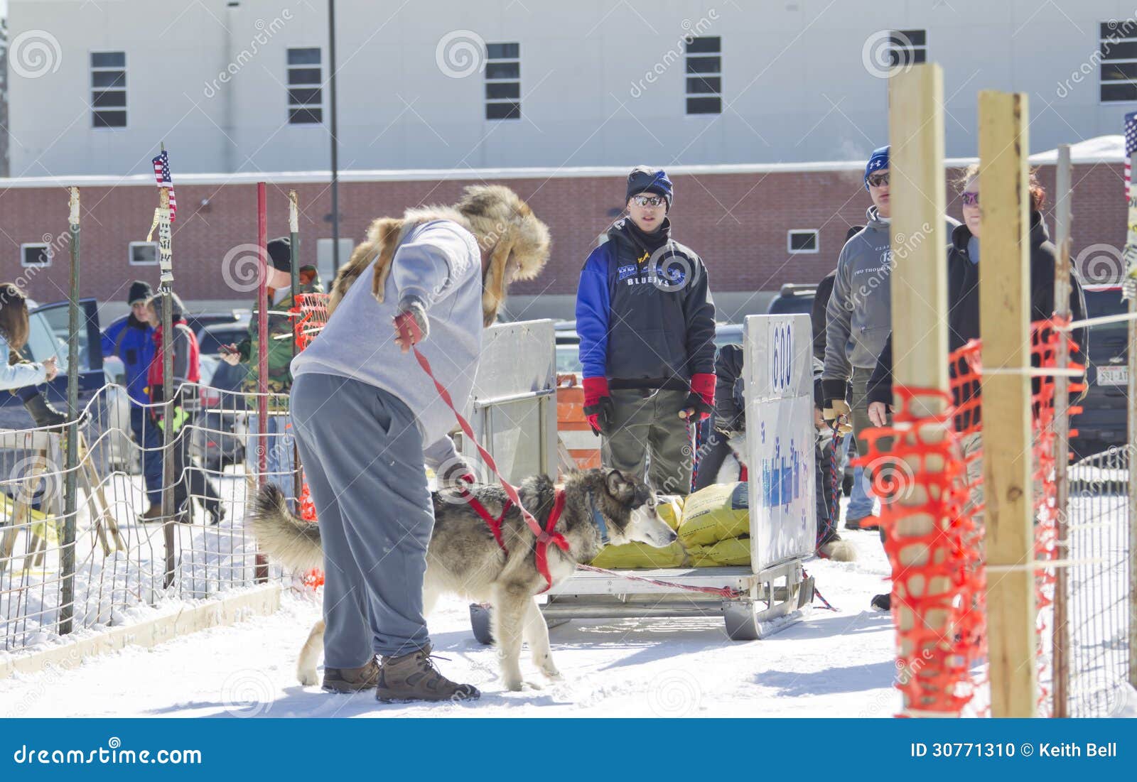 Husky at Dog Pulling Sled Competition Editorial Image - Image of winter ...