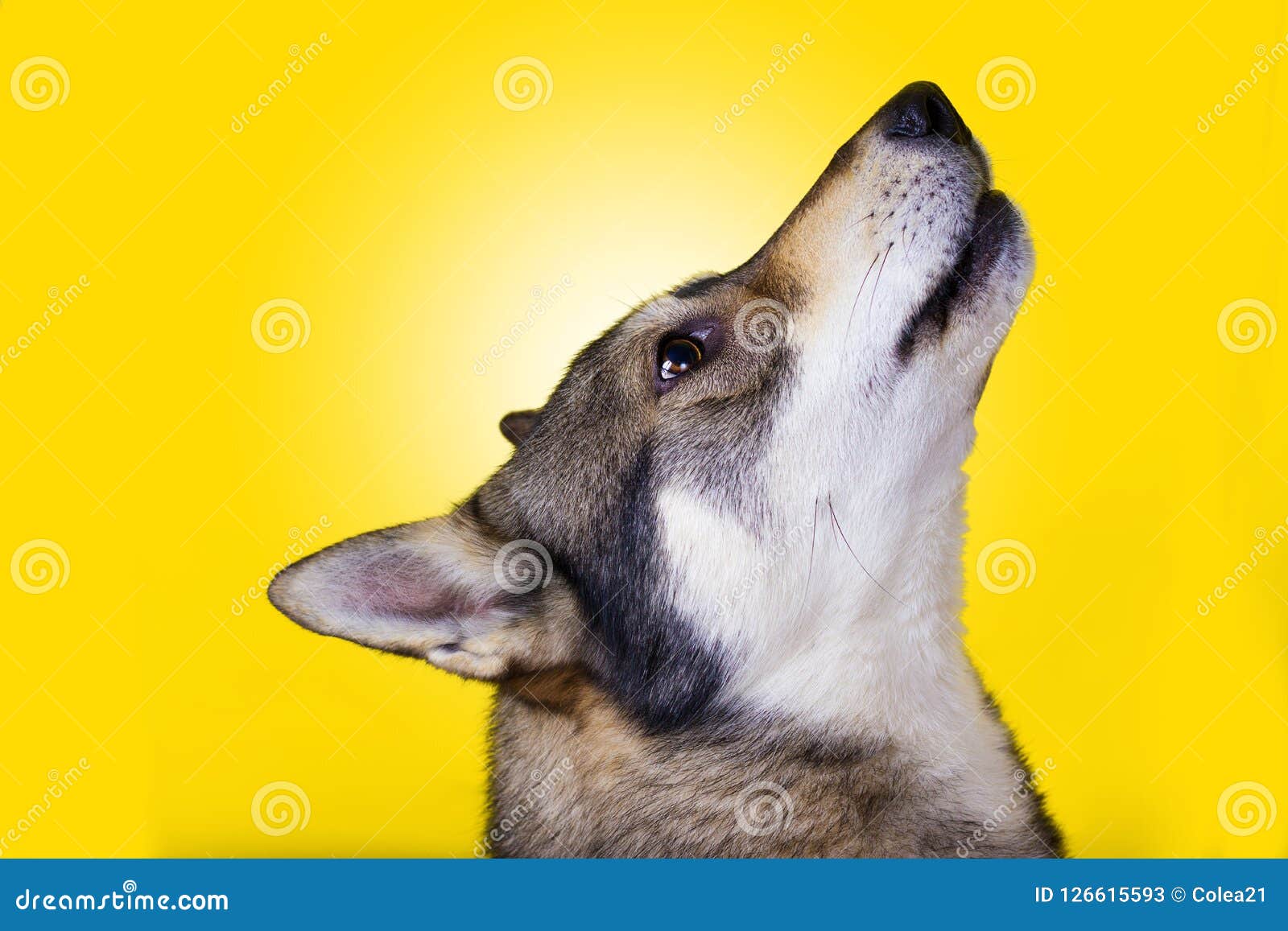 Husky Dog que grita imagen de archivo. Imagen de hermoso - 126615593