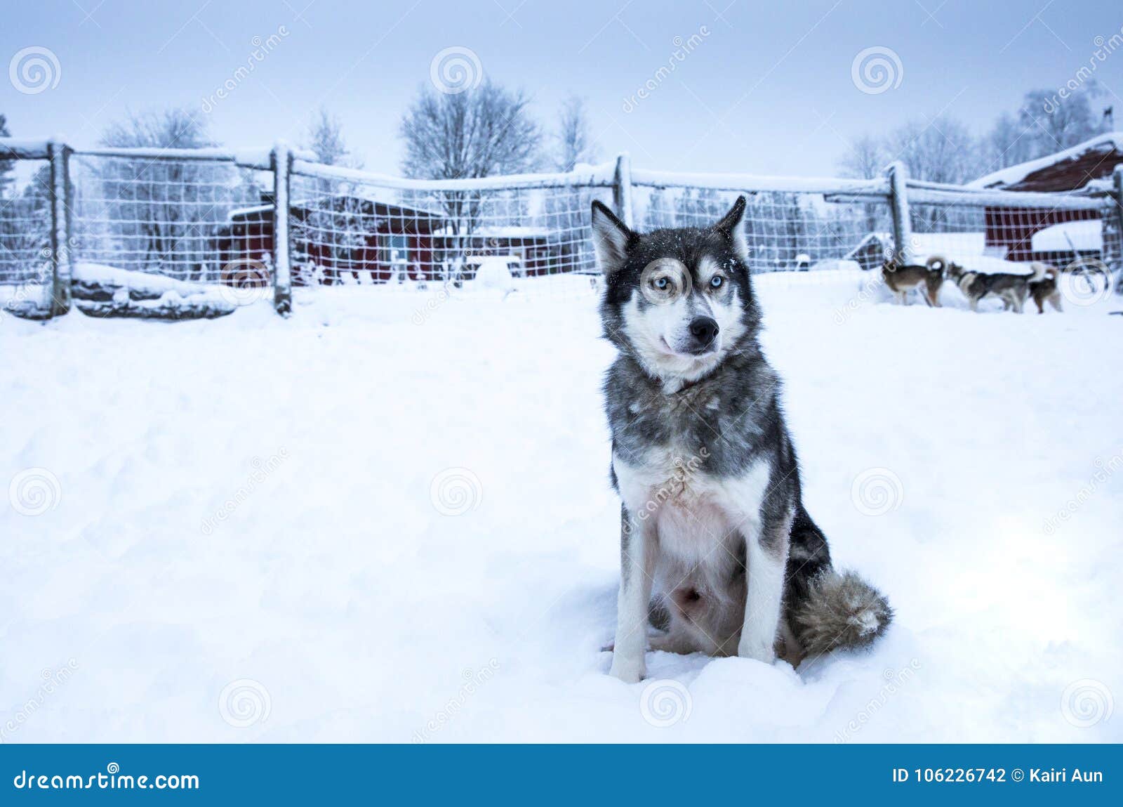 Working Husky Dog in Arctic Finalnd Stock Photo - Image of cold, arctic ...