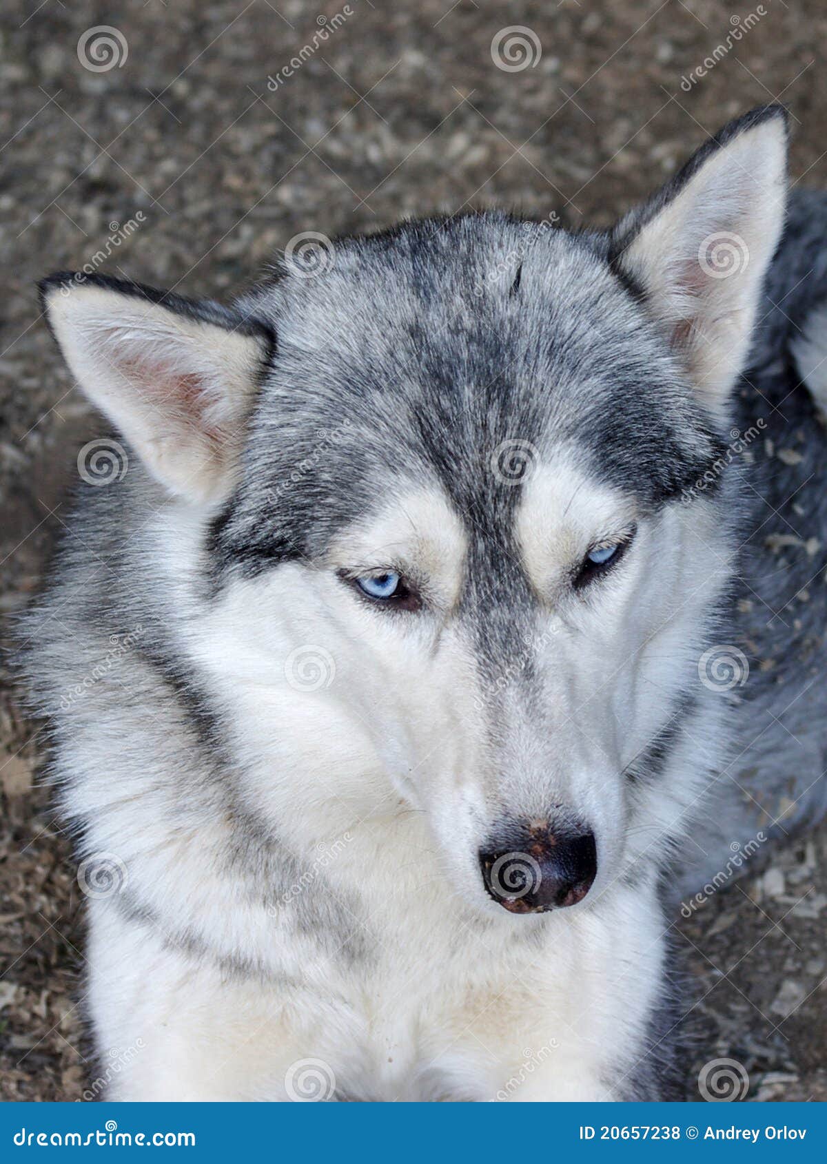 Husky Dog is Resting in His Cage Stock Photo - Image of animal, cage ...