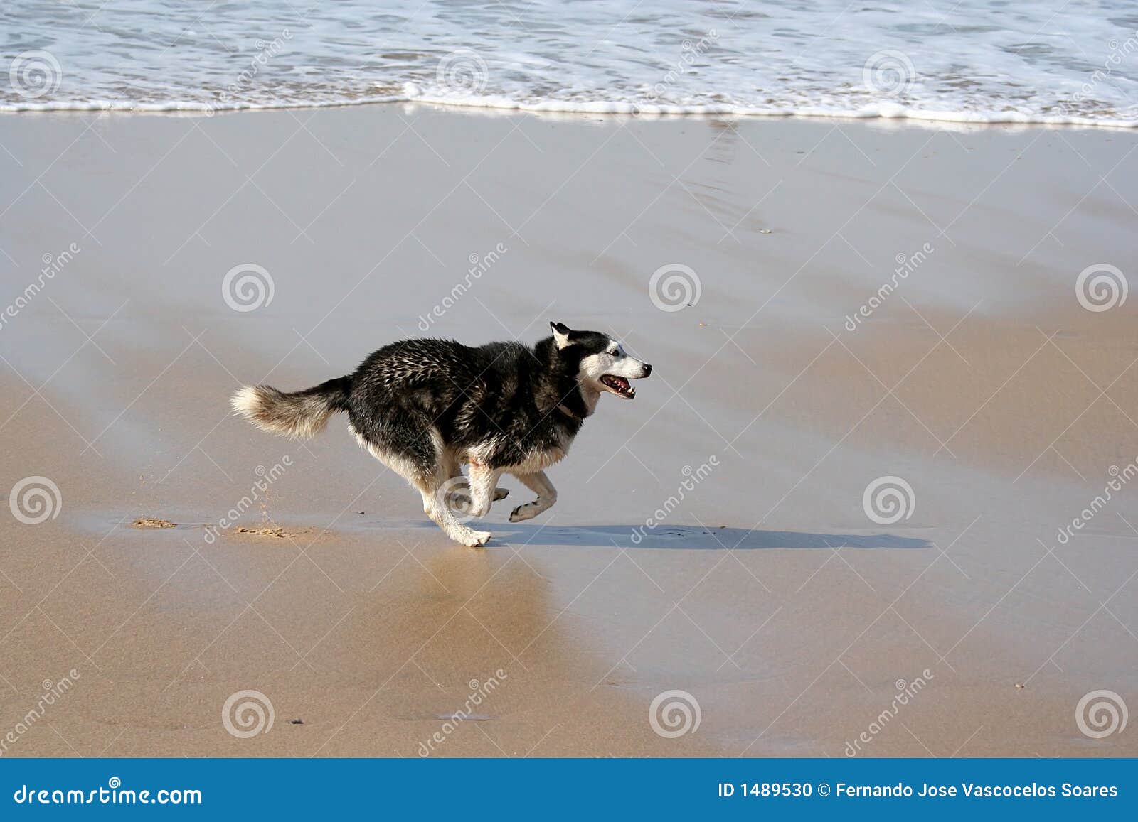 Husky dog running stock photo. Image of majestic, blue - 1489530