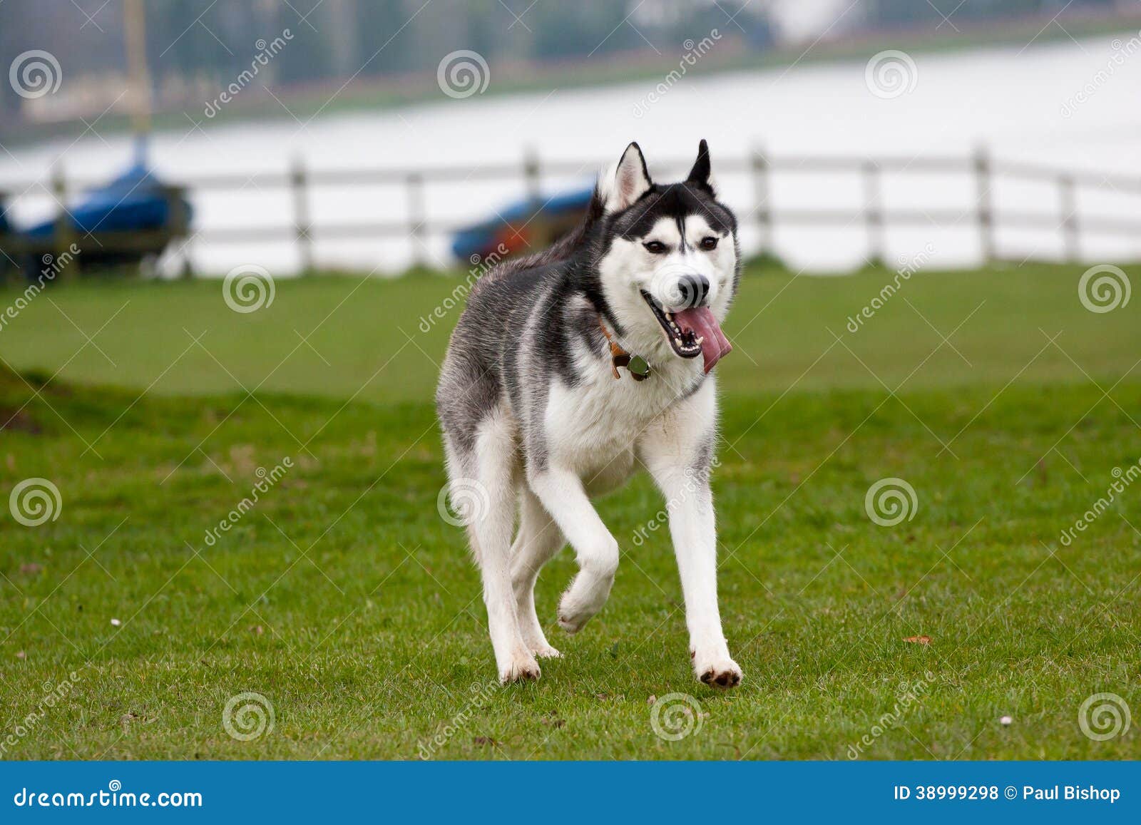 Husky Dog Running fotografia stock. Immagine di esterno - 38999298