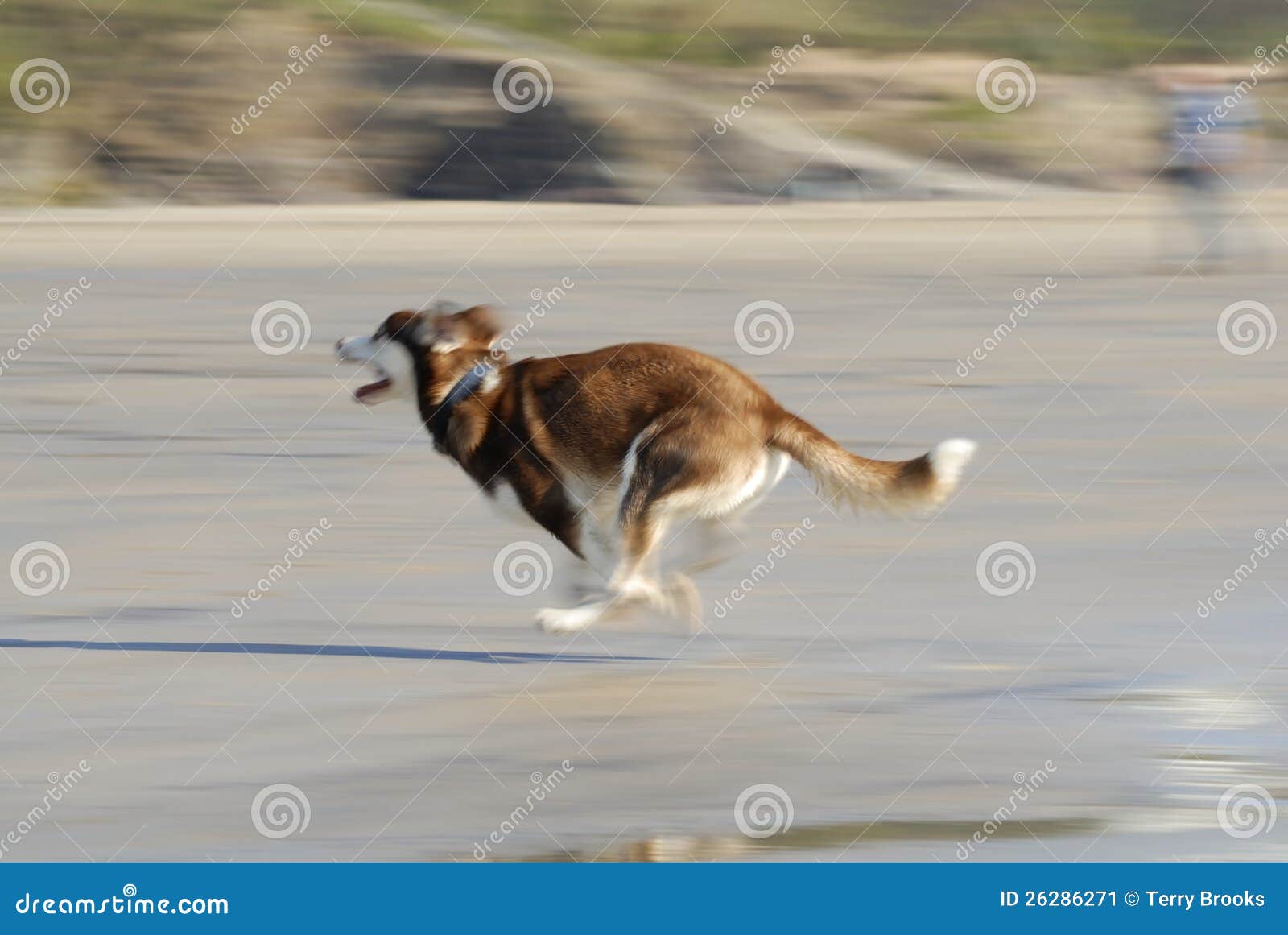 Husky Dog Running Fast on Beach. Stock Image - Image of speed, blur ...