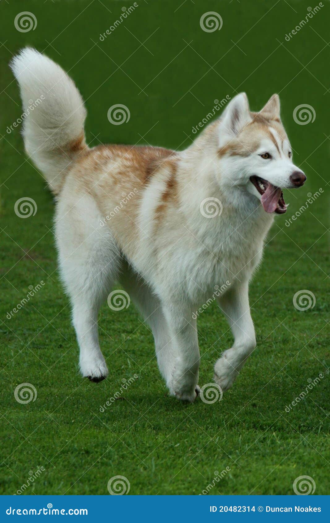 Husky Dog Running on Grass stock photo. Image of cute - 20482314