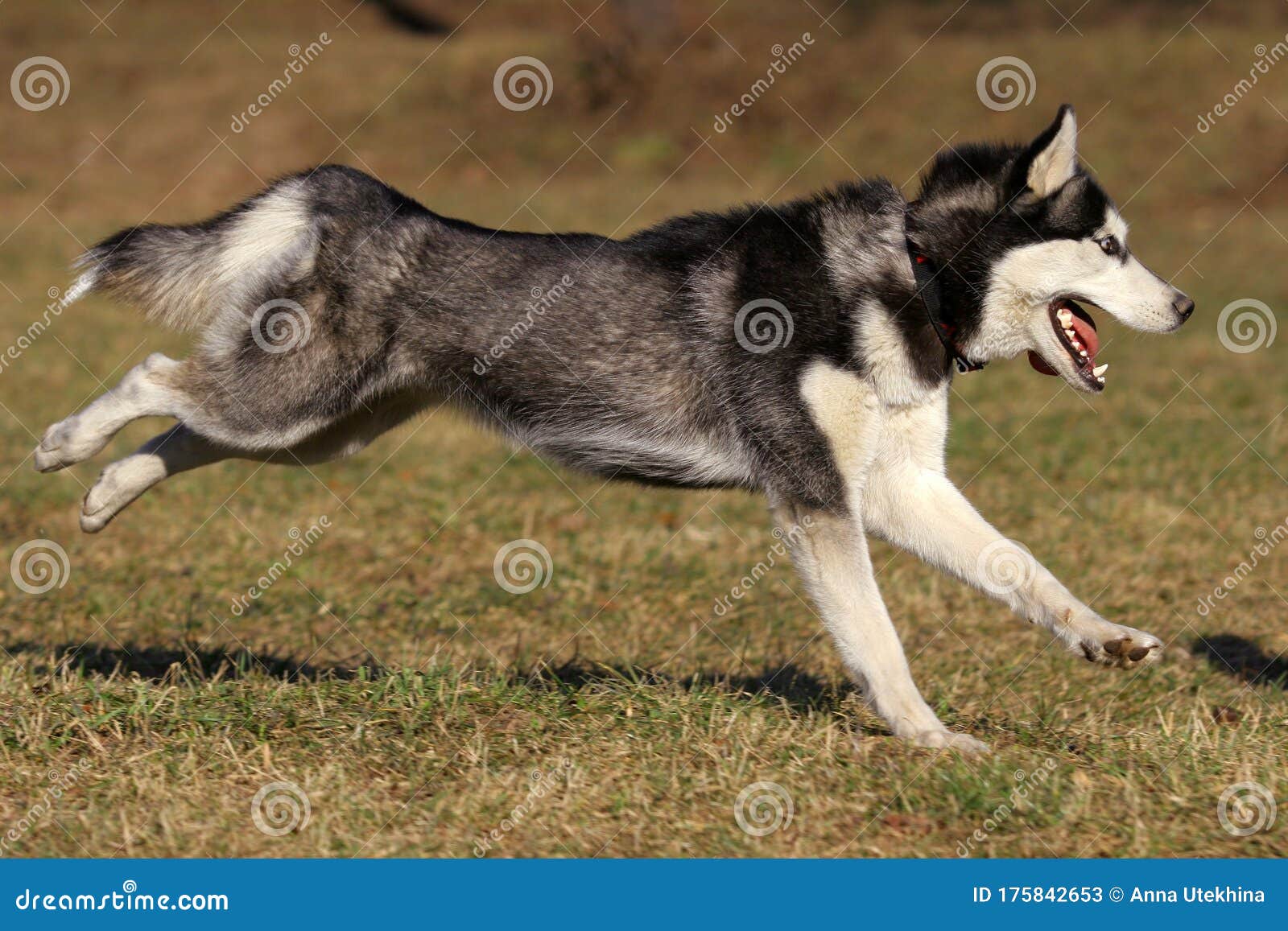 Husky Dog Runs on the Grass in Summer Stock Image - Image of purebred ...