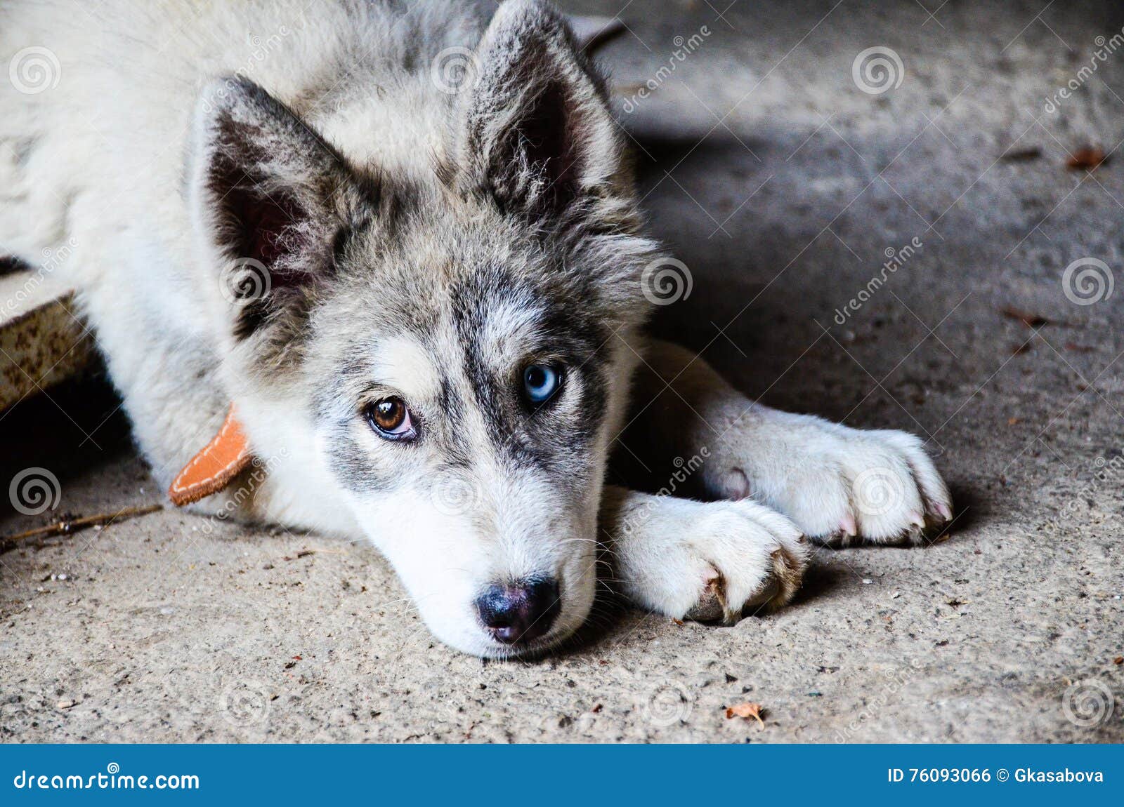 Husky dog stock photo. Image of natural, dignity, grave - 76093066