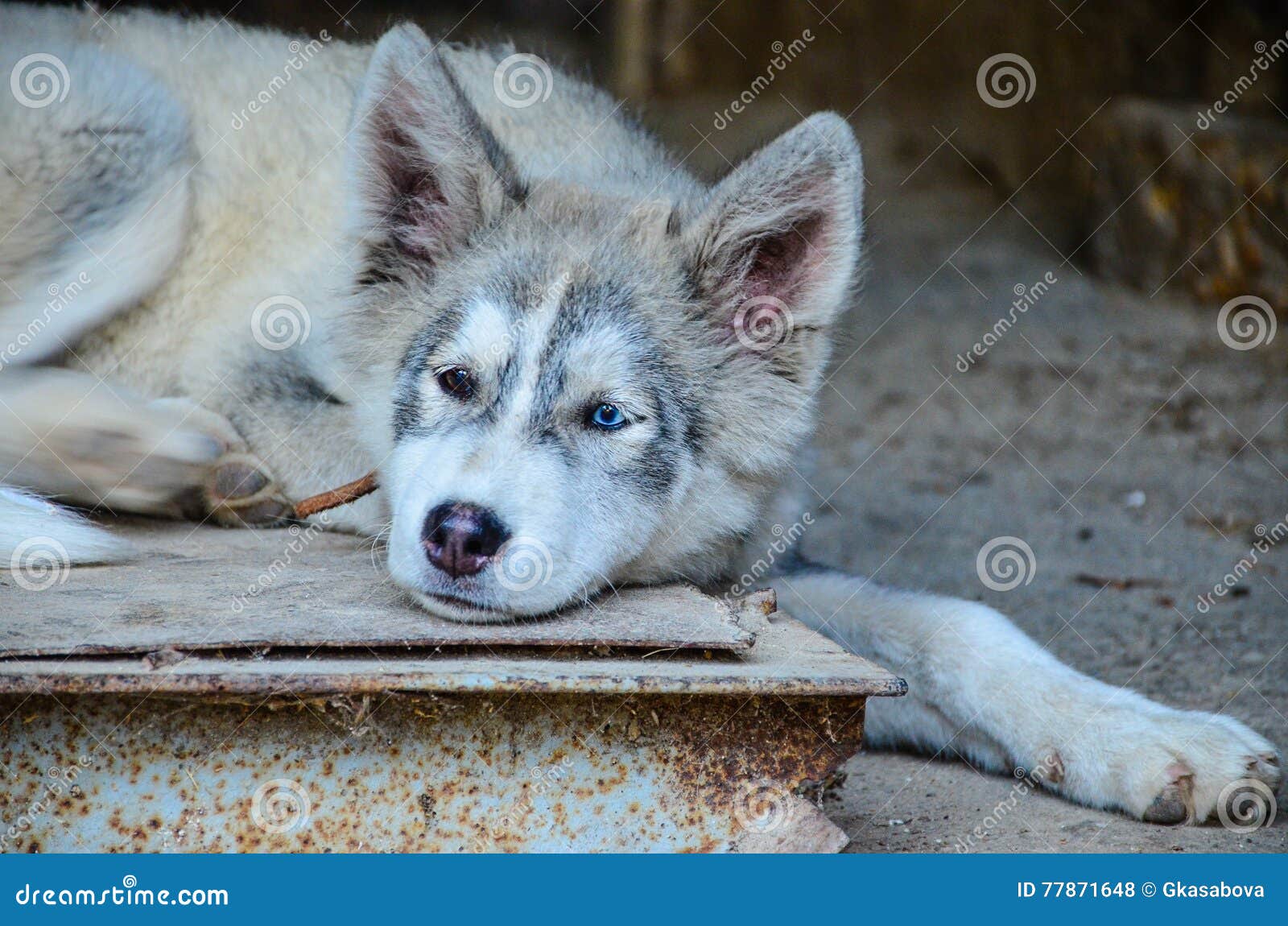 Husky dog stock photo. Image of eskimo, hair, freedom - 77871648