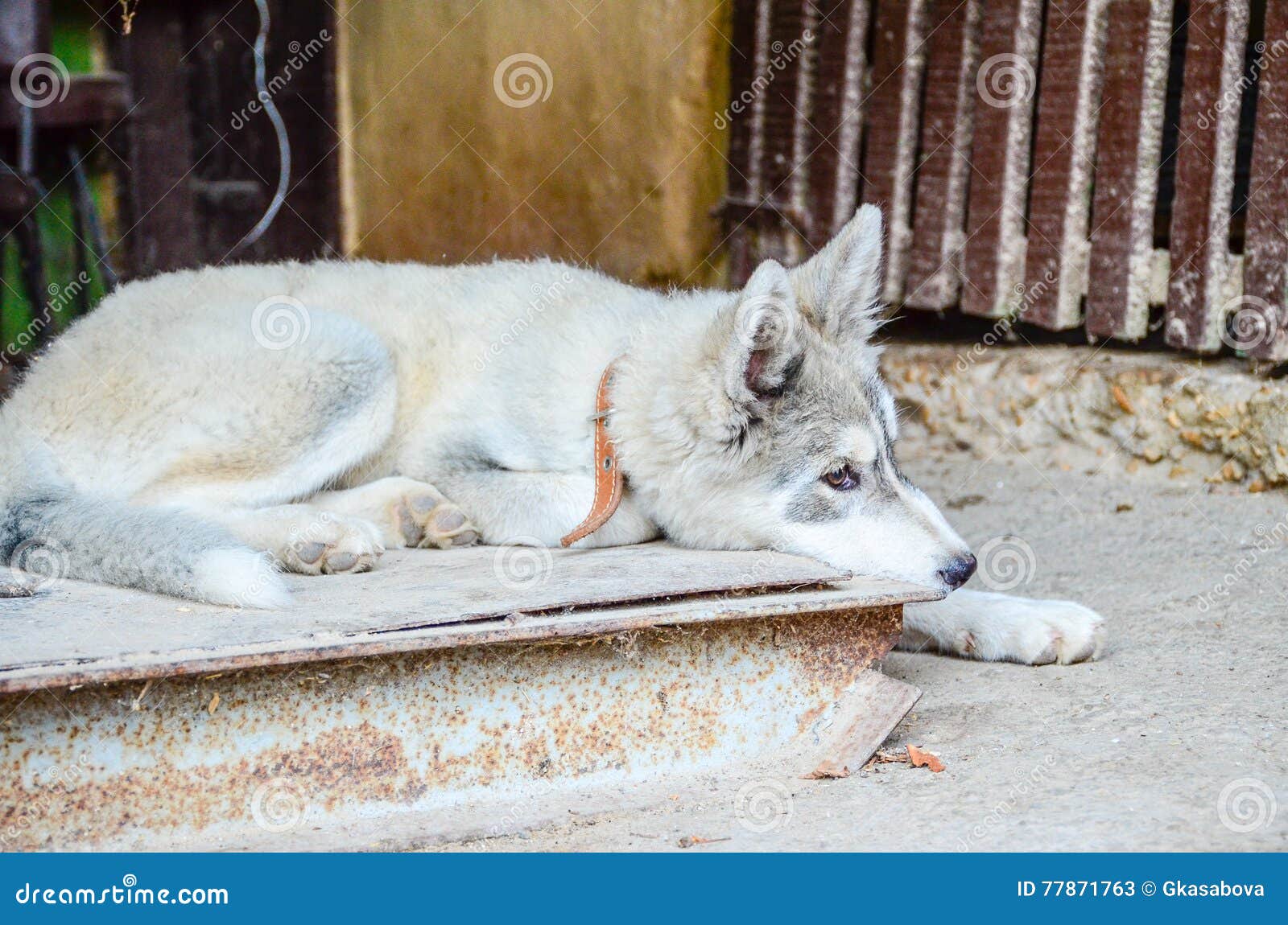 Husky dog stock image. Image of eskimo, forest, natural - 77871763