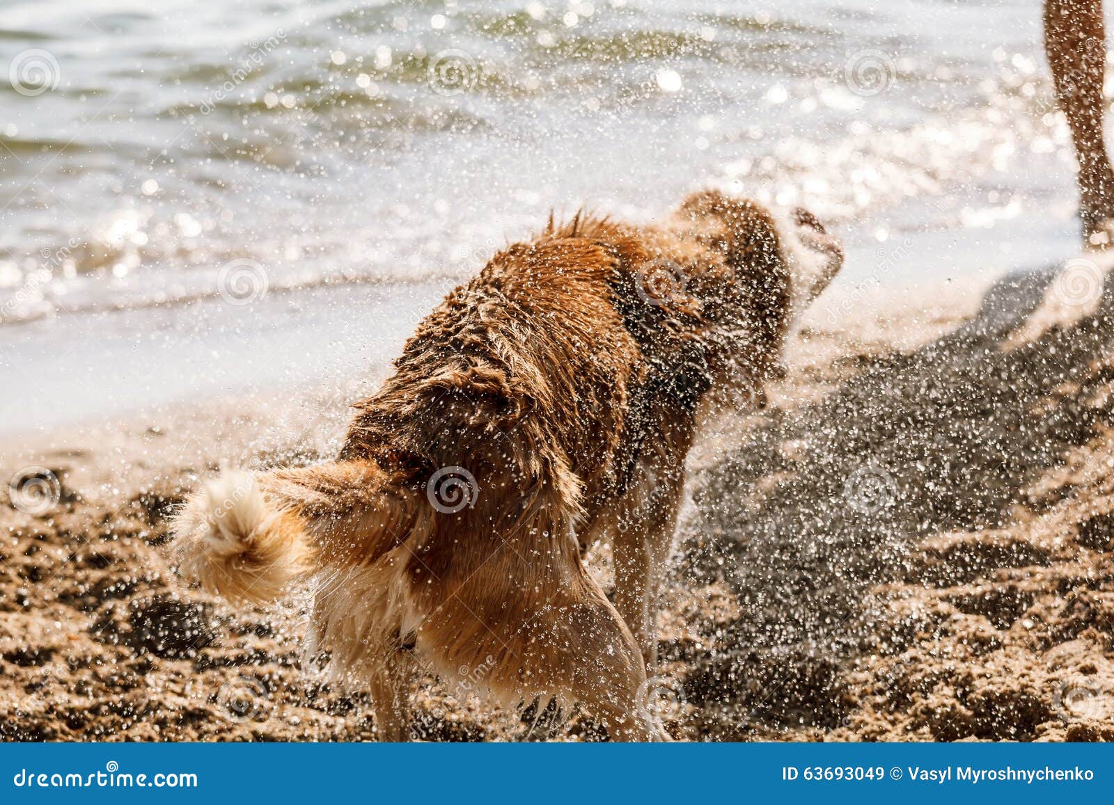 Husky Dog Shaking Off Water Stock Image - Image of pets, brown: 63693049