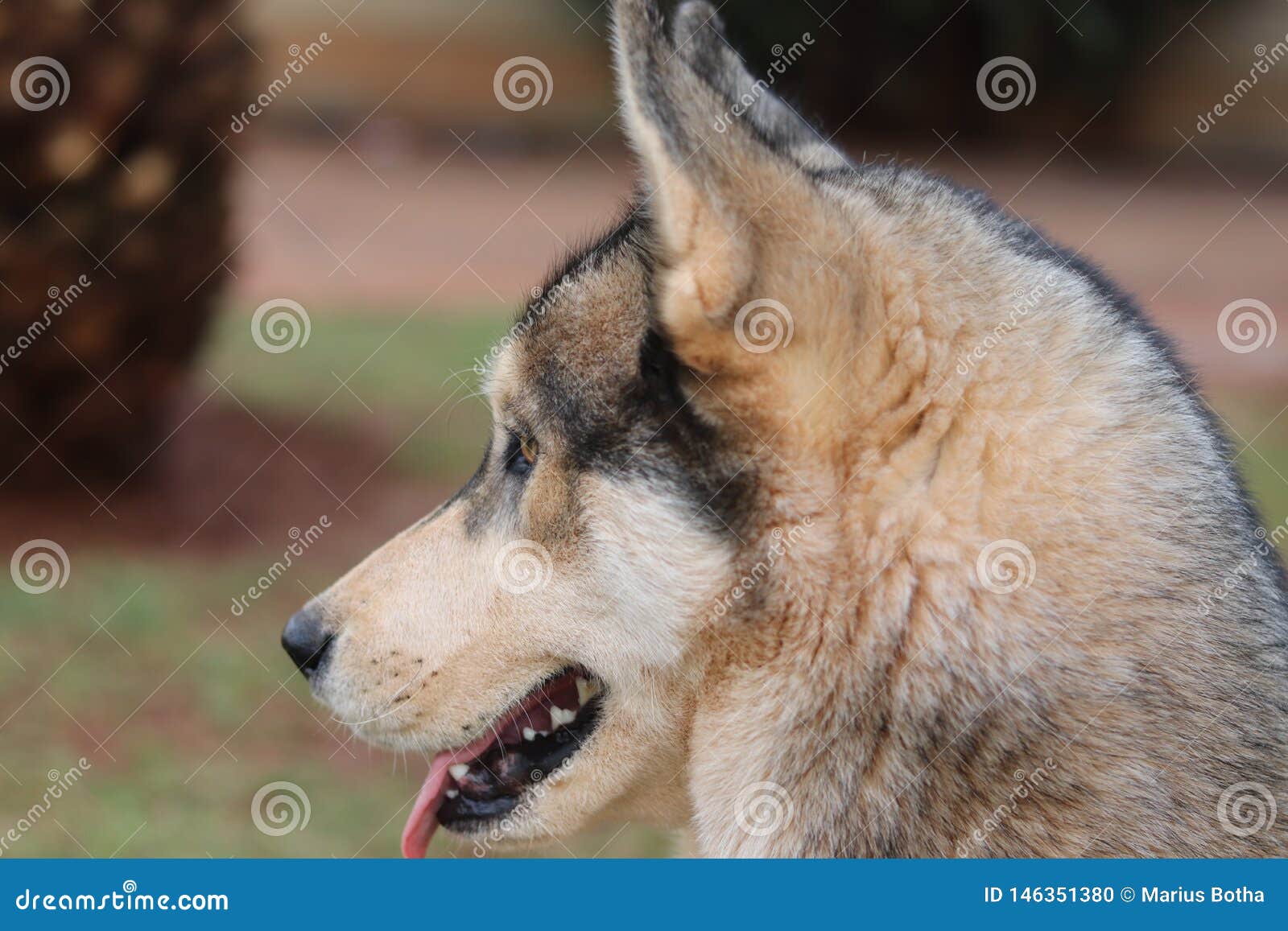 Husky Dog from the Side stock photo. Image of food, bark - 146351380