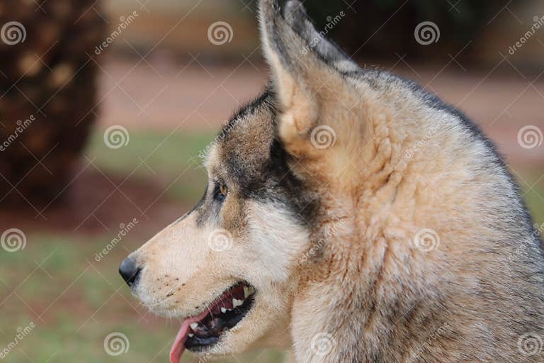 Husky Dog from the Side stock photo. Image of food, bark - 146351380
