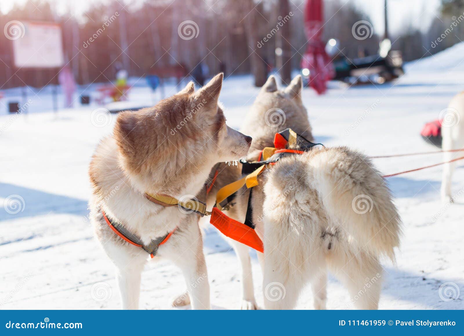 111 Dog Sleigh Rides Stock Photos - Free & Royalty-Free Stock Photos ...