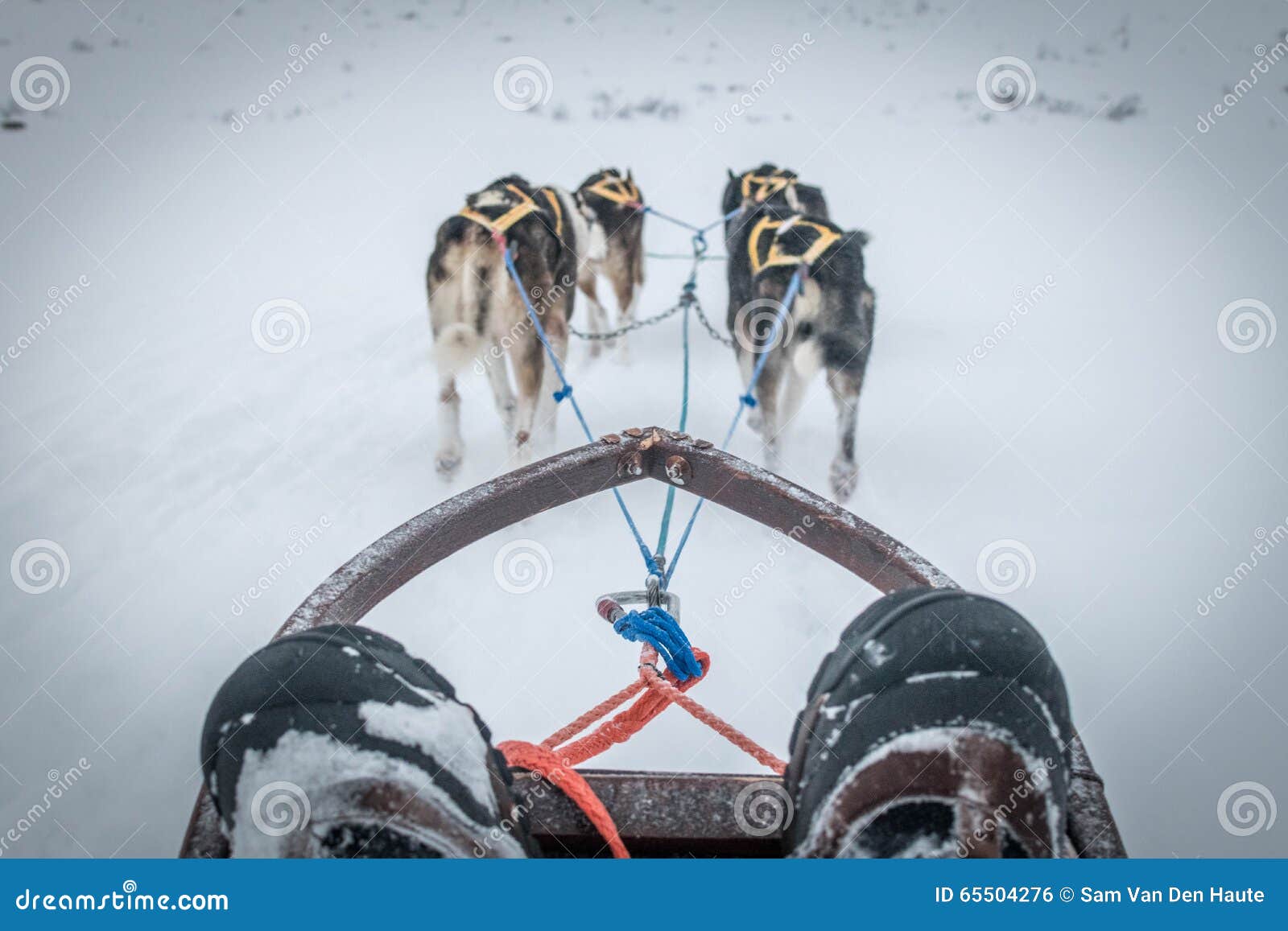 Husky dog sledding stock photo. Image of fast, vacation - 65504276