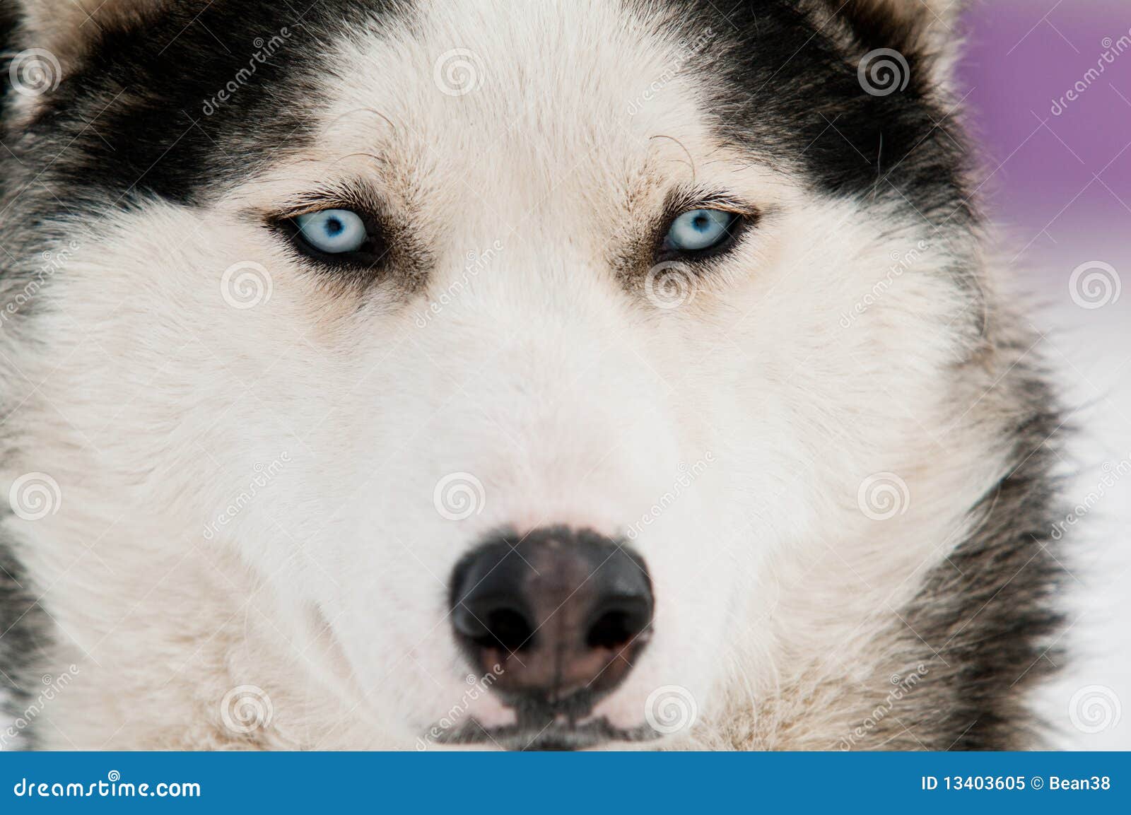 Husky dog smile stock image. Image of eyes, alps, canin - 13403605