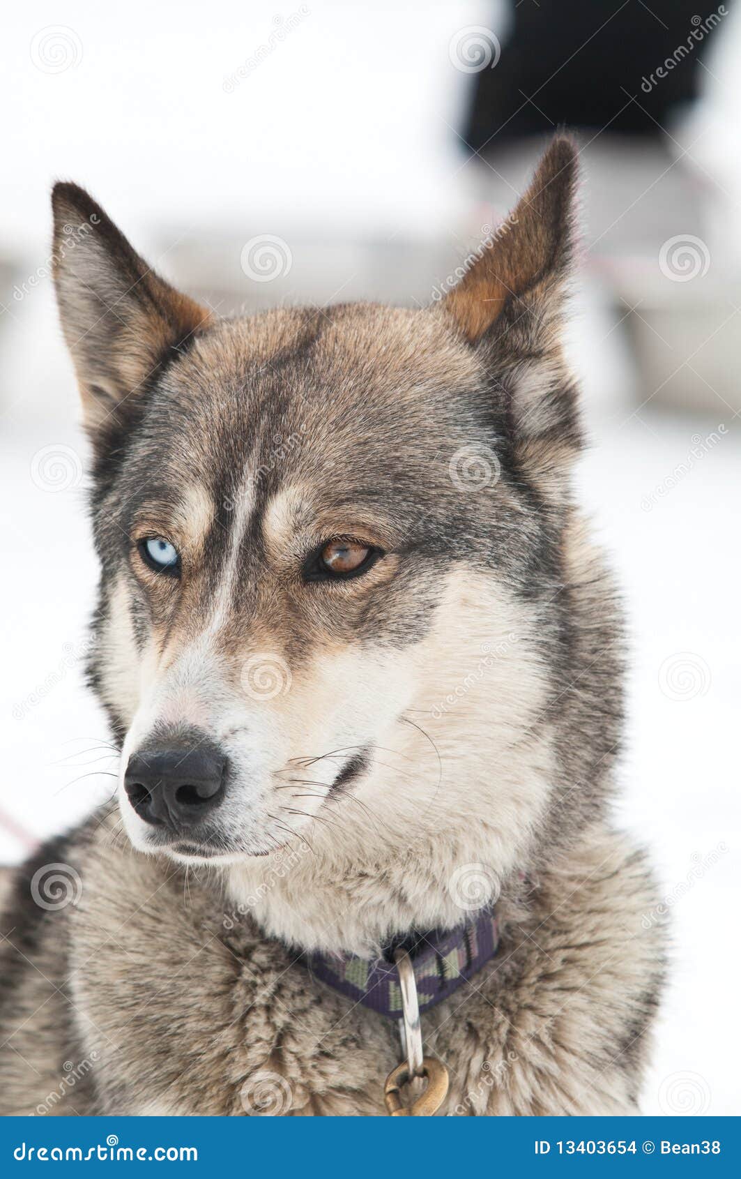 Husky dog smile stock photo. Image of eyes, winter, sports - 13403654