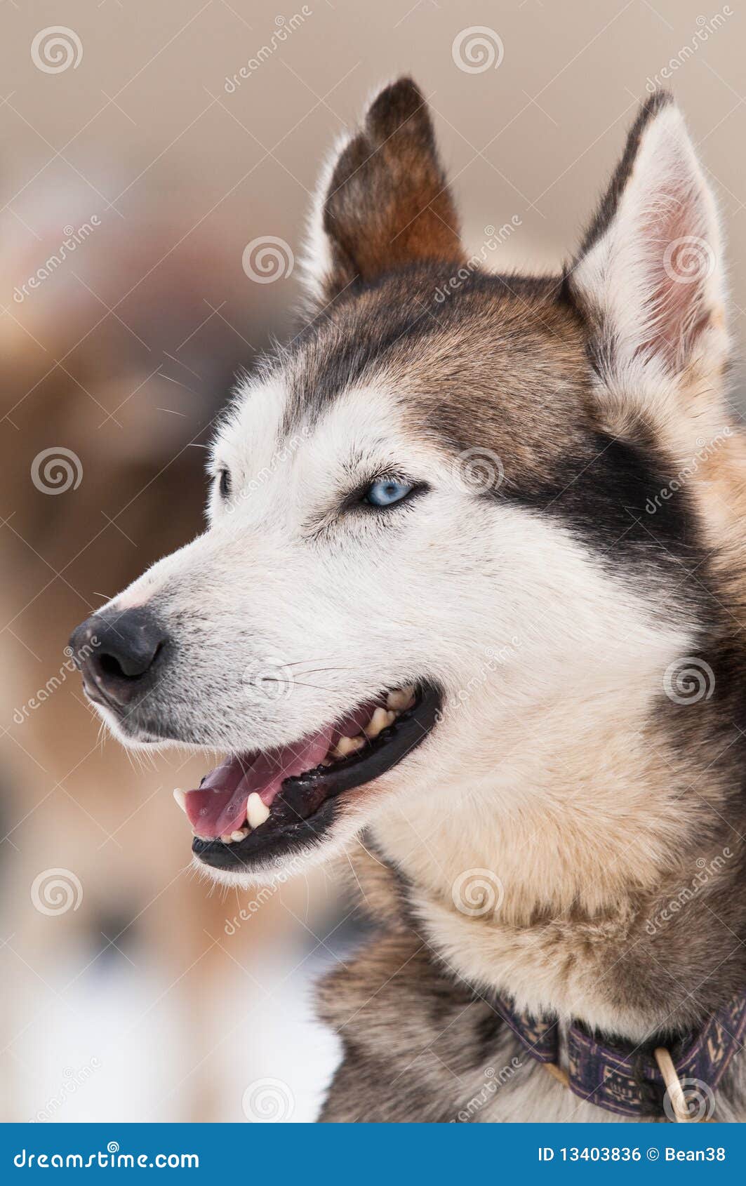 Husky dog smile stock photo. Image of winter, eyed, autrans - 13403836