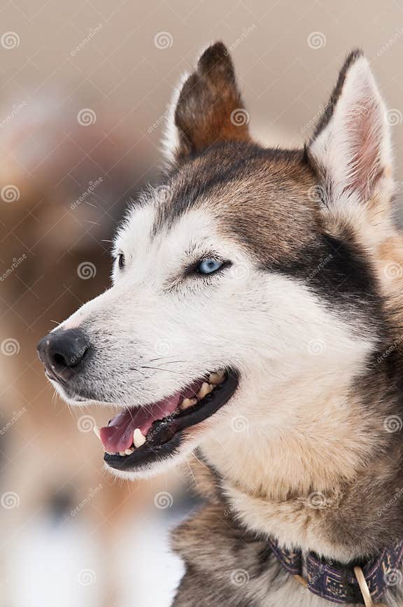 Husky dog smile stock photo. Image of winter, eyed, autrans - 13403836