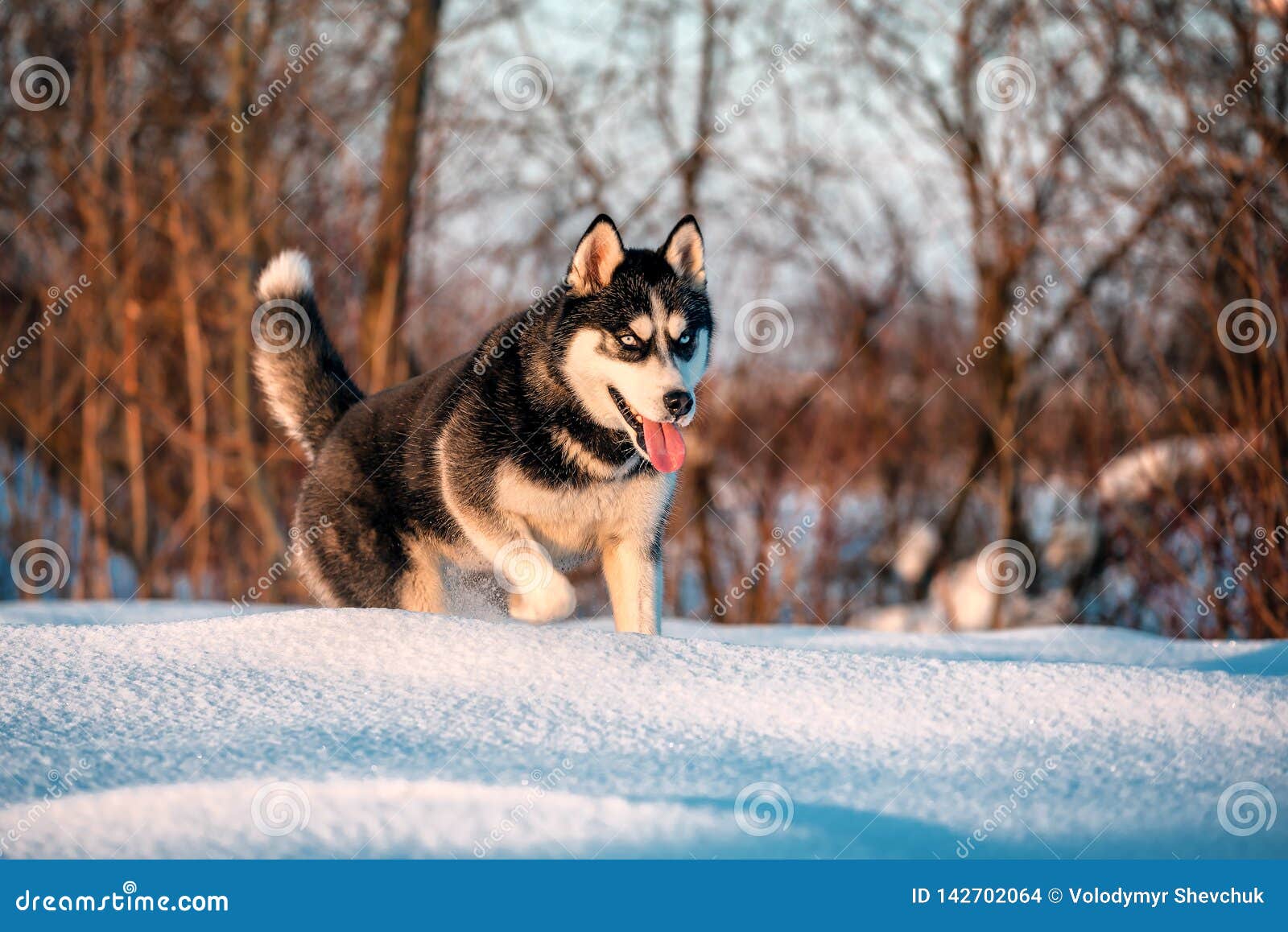 Husky dog in the snow stock photo. Image of male, husky - 142702064