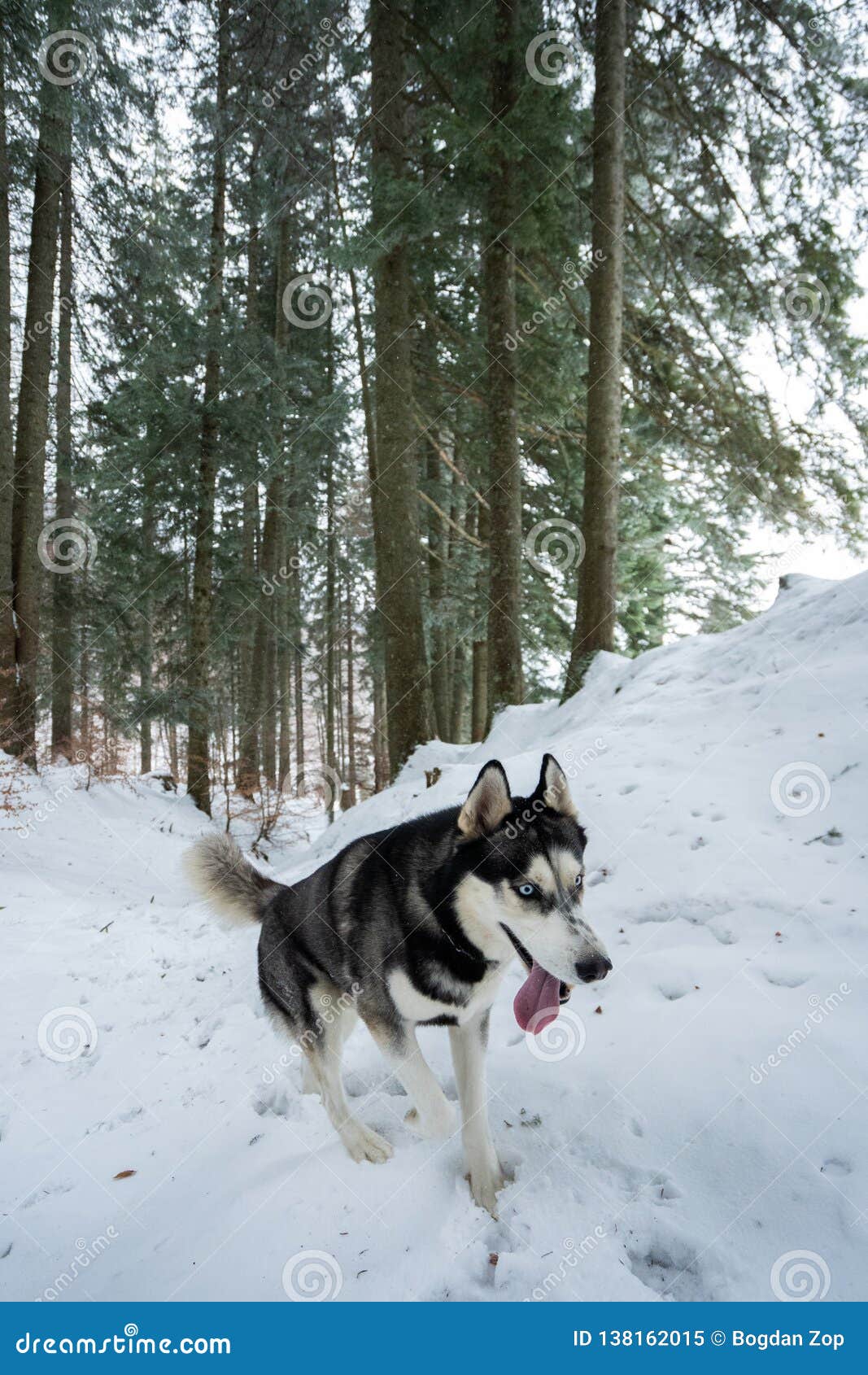 Husky Dog in the Snow Having Fun Stock Image - Image of husky, huskies ...