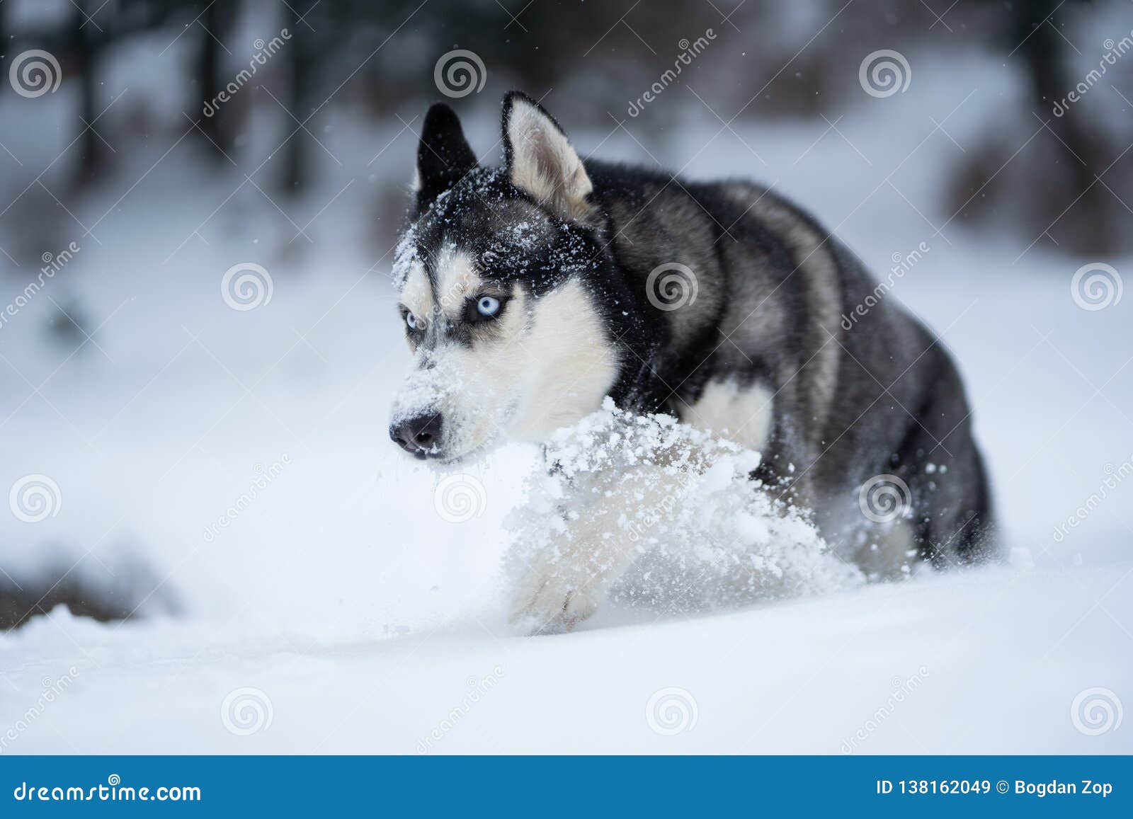 Husky Dog in the Snow Having Fun Stock Image - Image of wild, winterdog ...