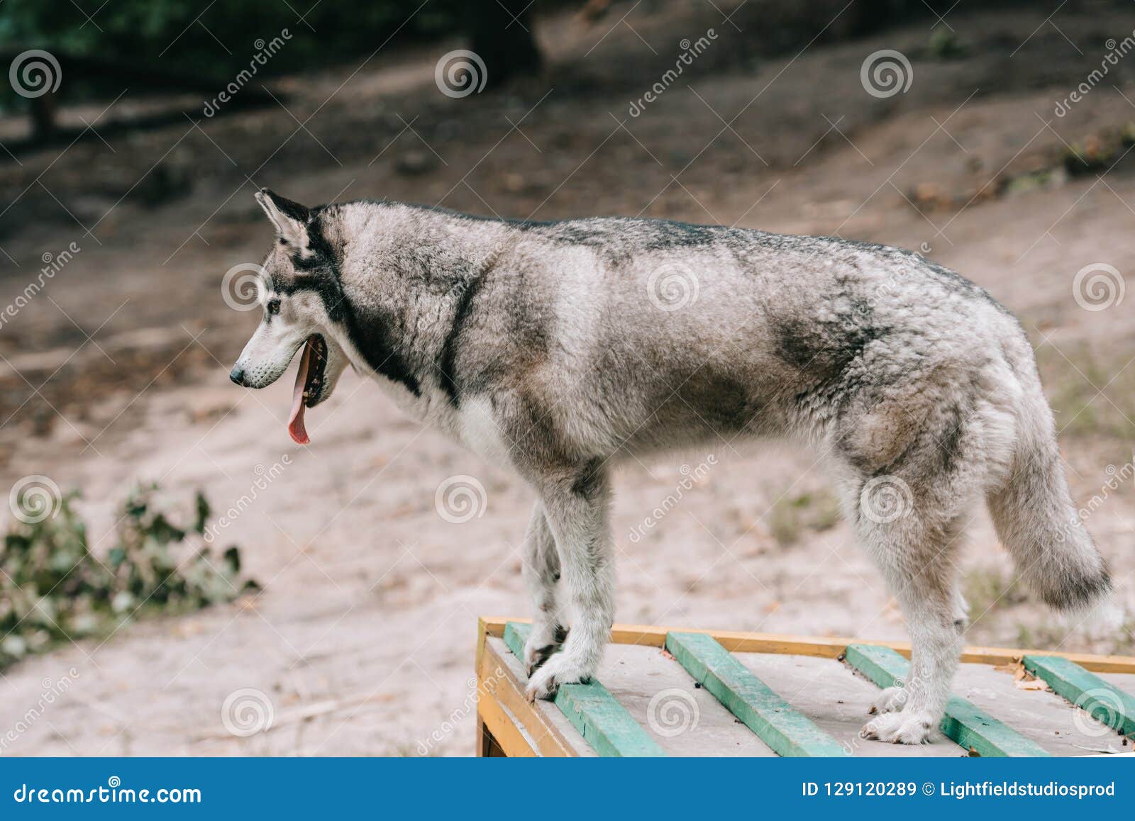 Husky Dog Standing on Obstacle Stock Image - Image of husky, cynology ...