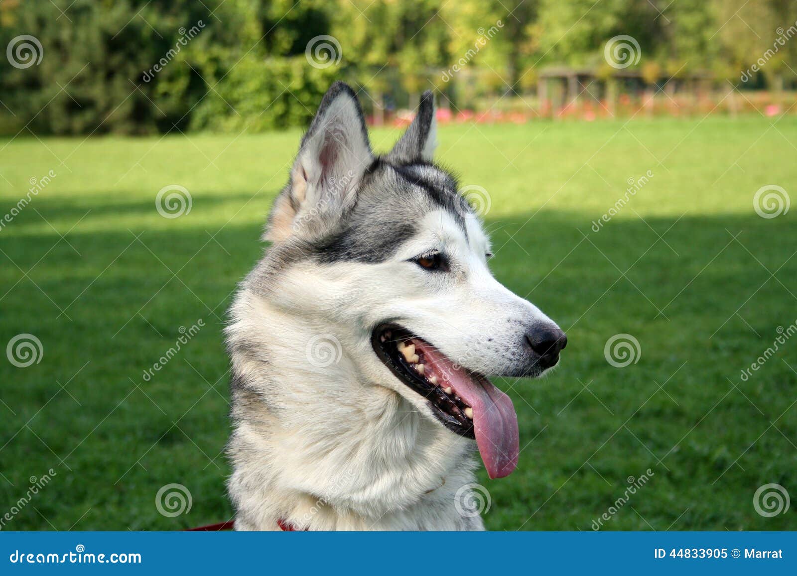 Husky dog stock image. Image of pets, siberian, staring - 44833905