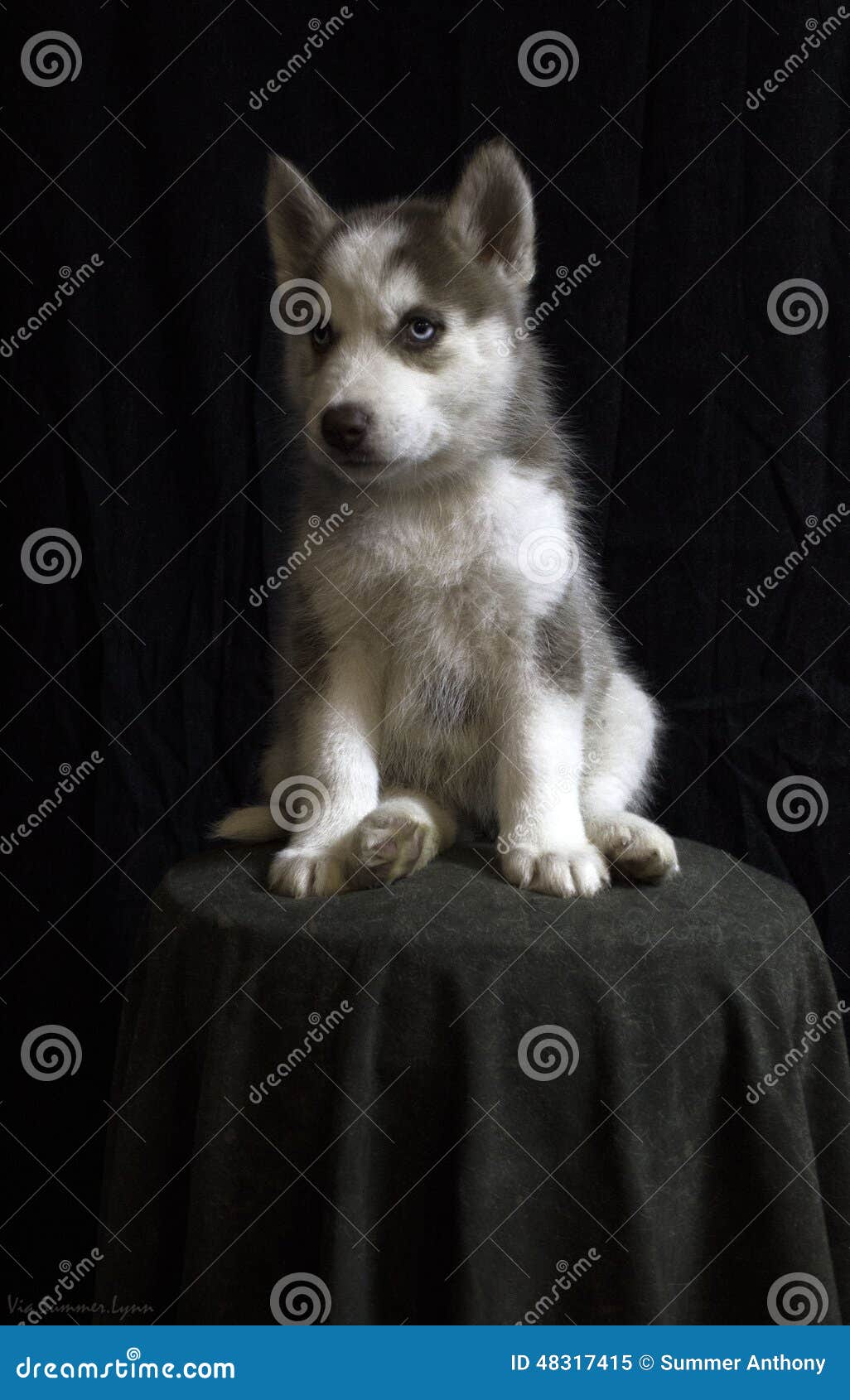 Husky Dog stock image. Image of cute, stool, adorable - 48317415