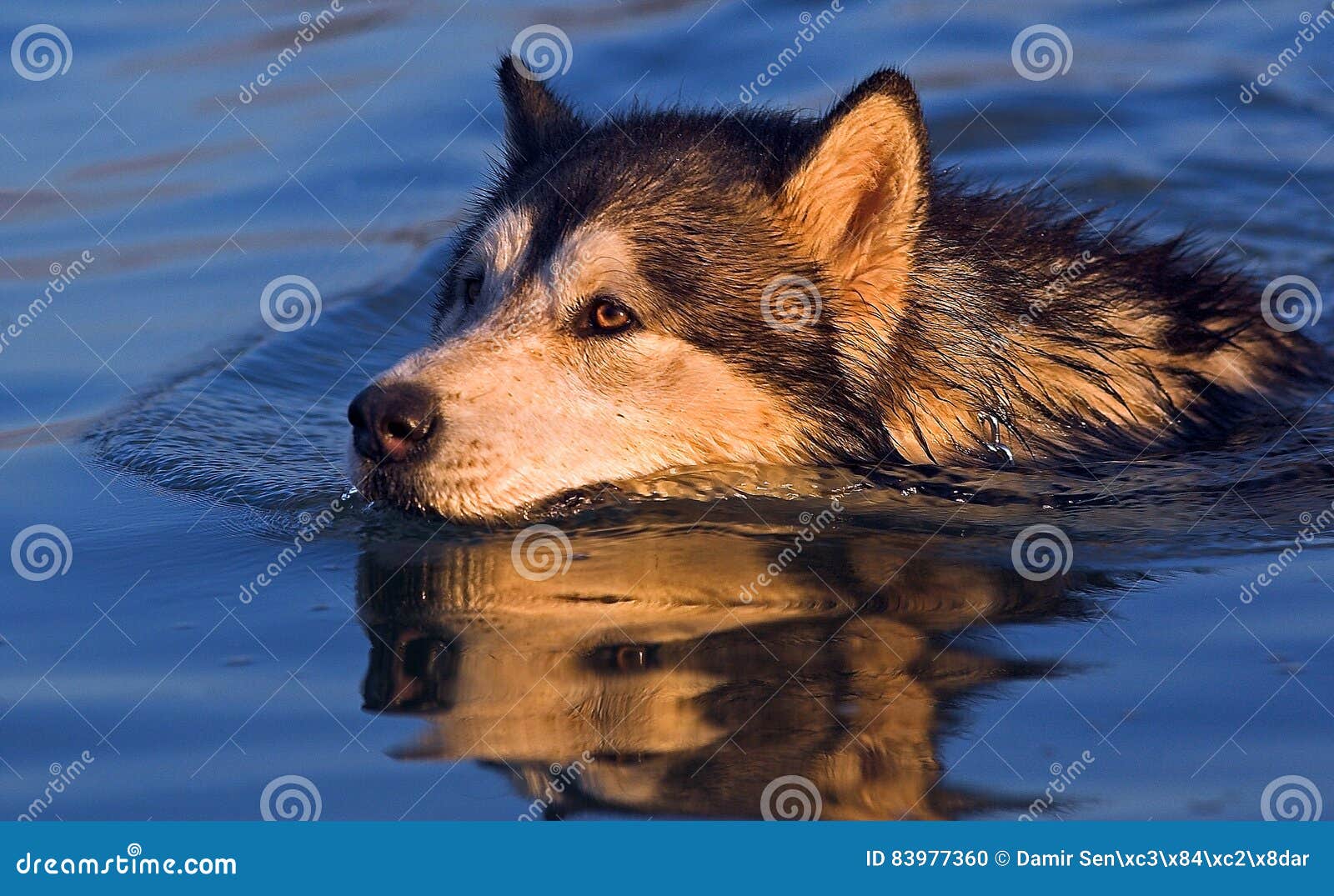 Husky dog stock photo. Image of splash, swim, water, animal - 83977360