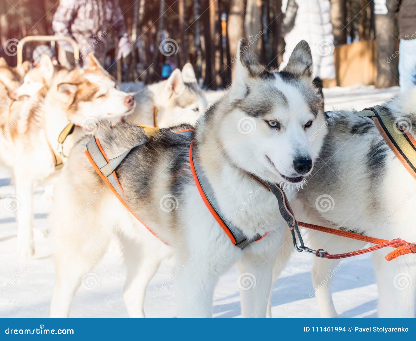 Husky. Dog team stock photo. Image of group, dogsledding - 111461994