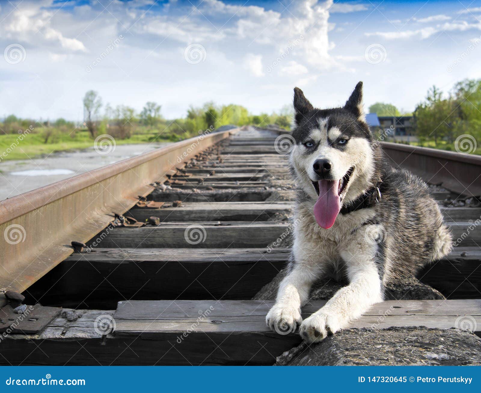 Husky dog on train stock image. Image of green, beauty - 147320645