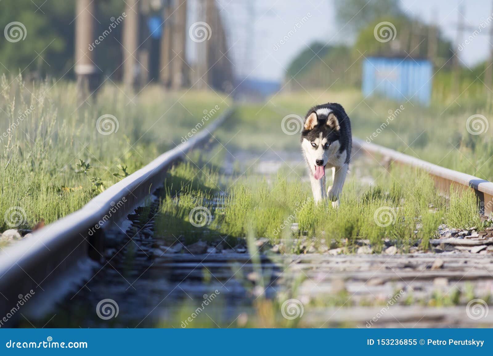 Husky Dog On Train Royalty-Free Stock Image | CartoonDealer.com #162203422