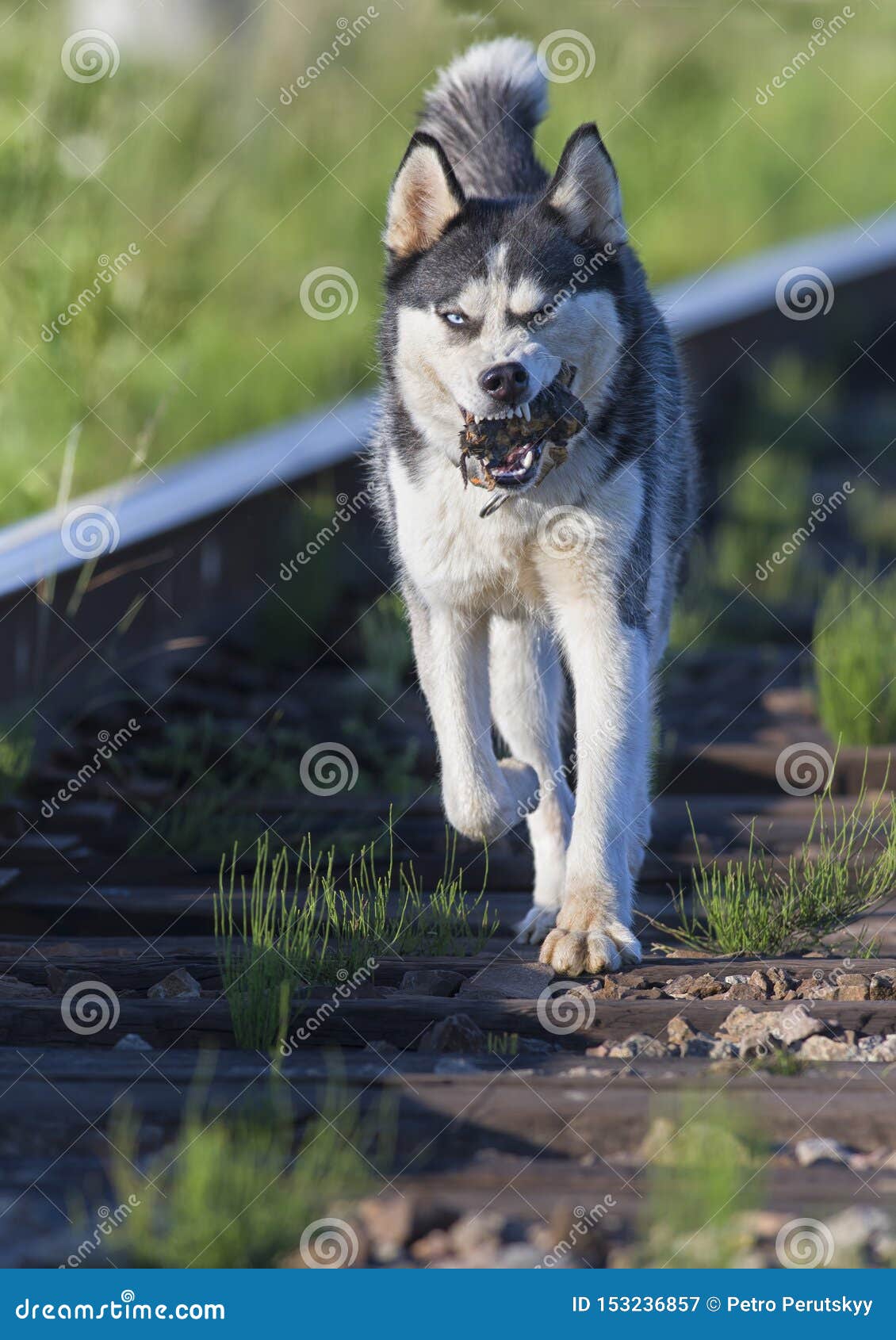 Husky dog on train stock image. Image of siberian, spring - 153236857