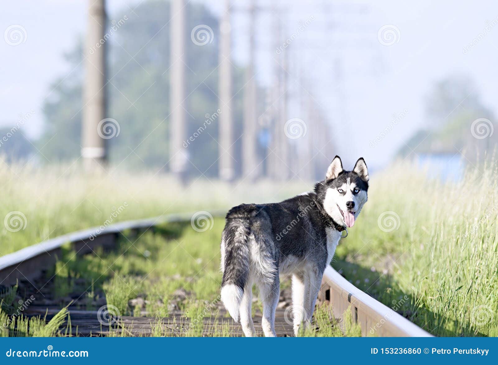 Are Mini Huskies How To Train