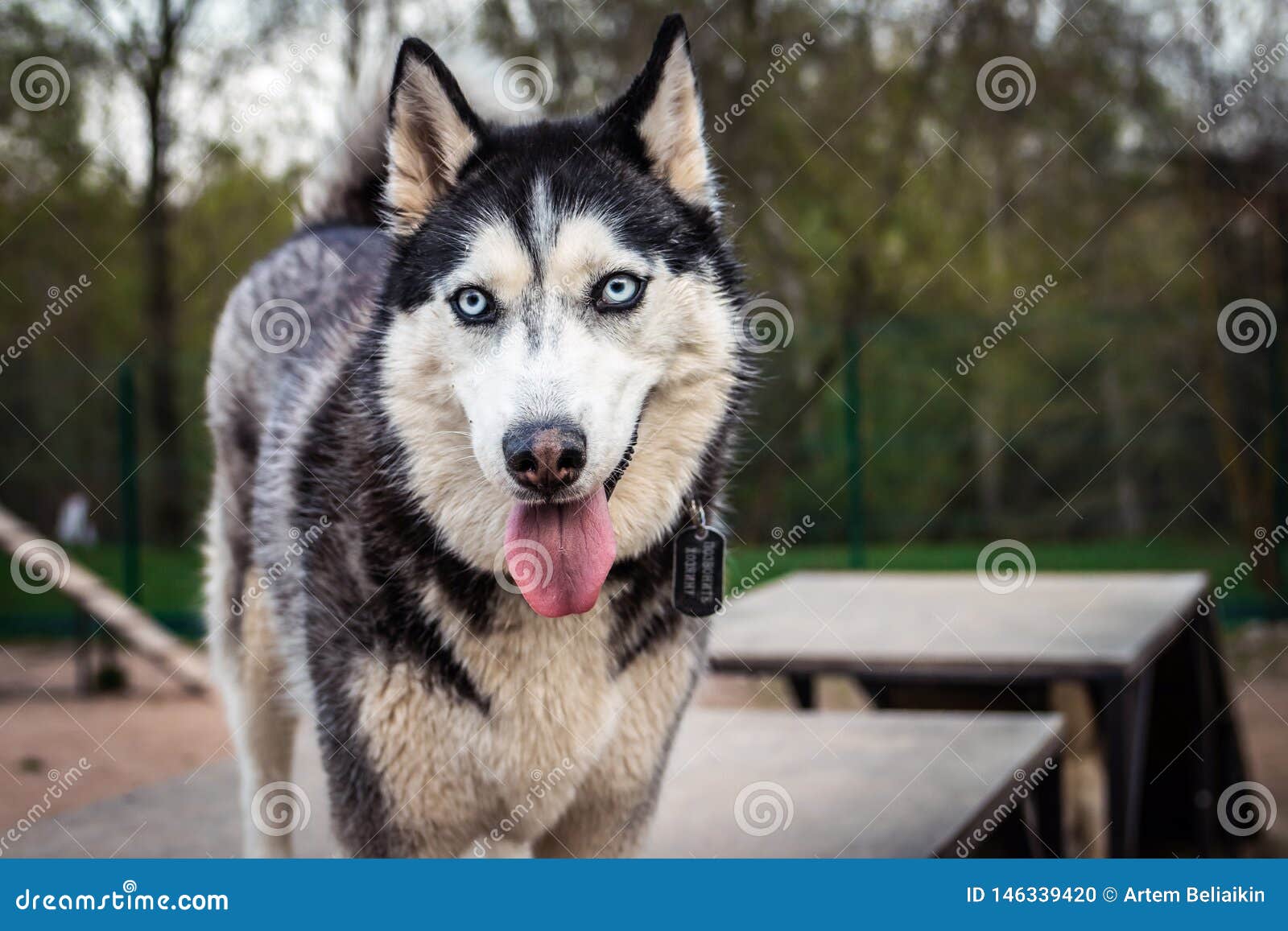 A Husky Dog on a Training Ground. Russia, Moscow. Stock Photo - Image ...
