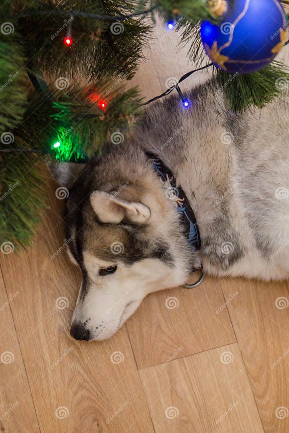 Husky Dog Under the Christmas Tree Stock Photo - Image of santa, decor ...