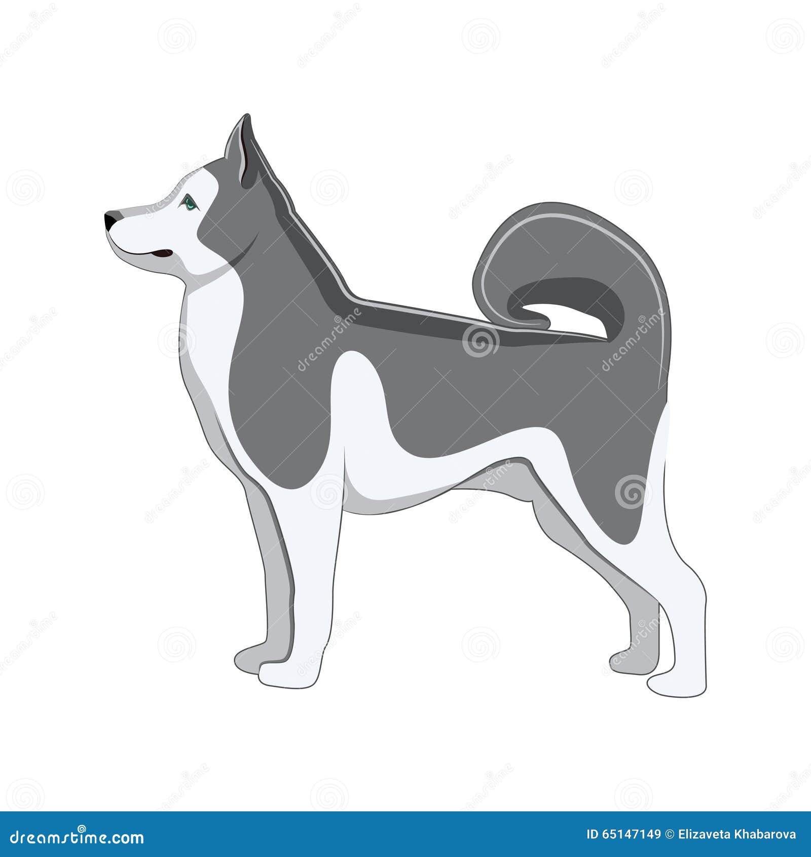 Husky Dog. Vector Illustration Stock Vector - Illustration of purebred ...